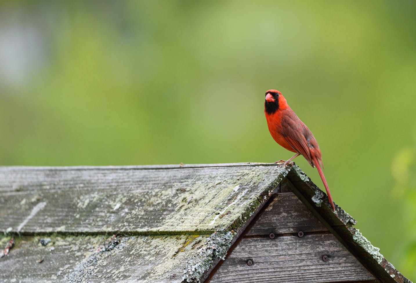 North Carolina State Bird and Flower: A Beautiful Discovery