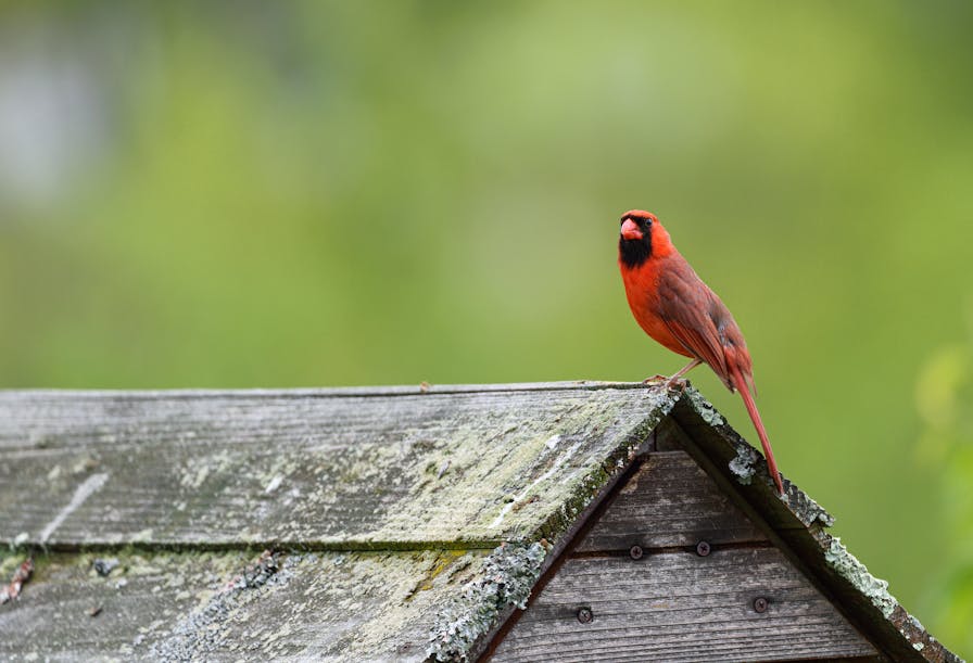 North Carolina State Bird and Flower: A Beautiful Discovery