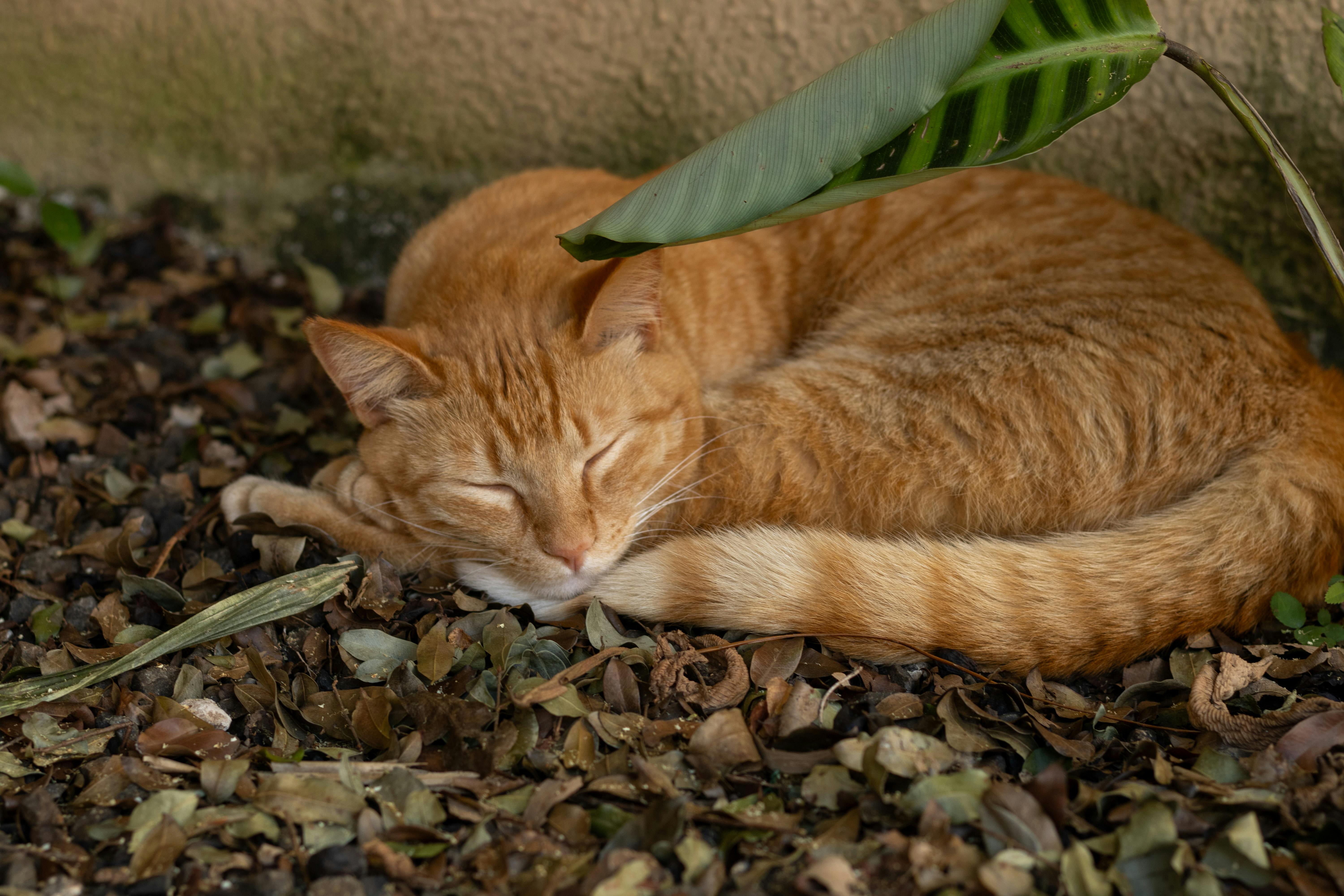 Sinhala+Avurudu+Background Photos, Download The BEST Free Sinhala ...