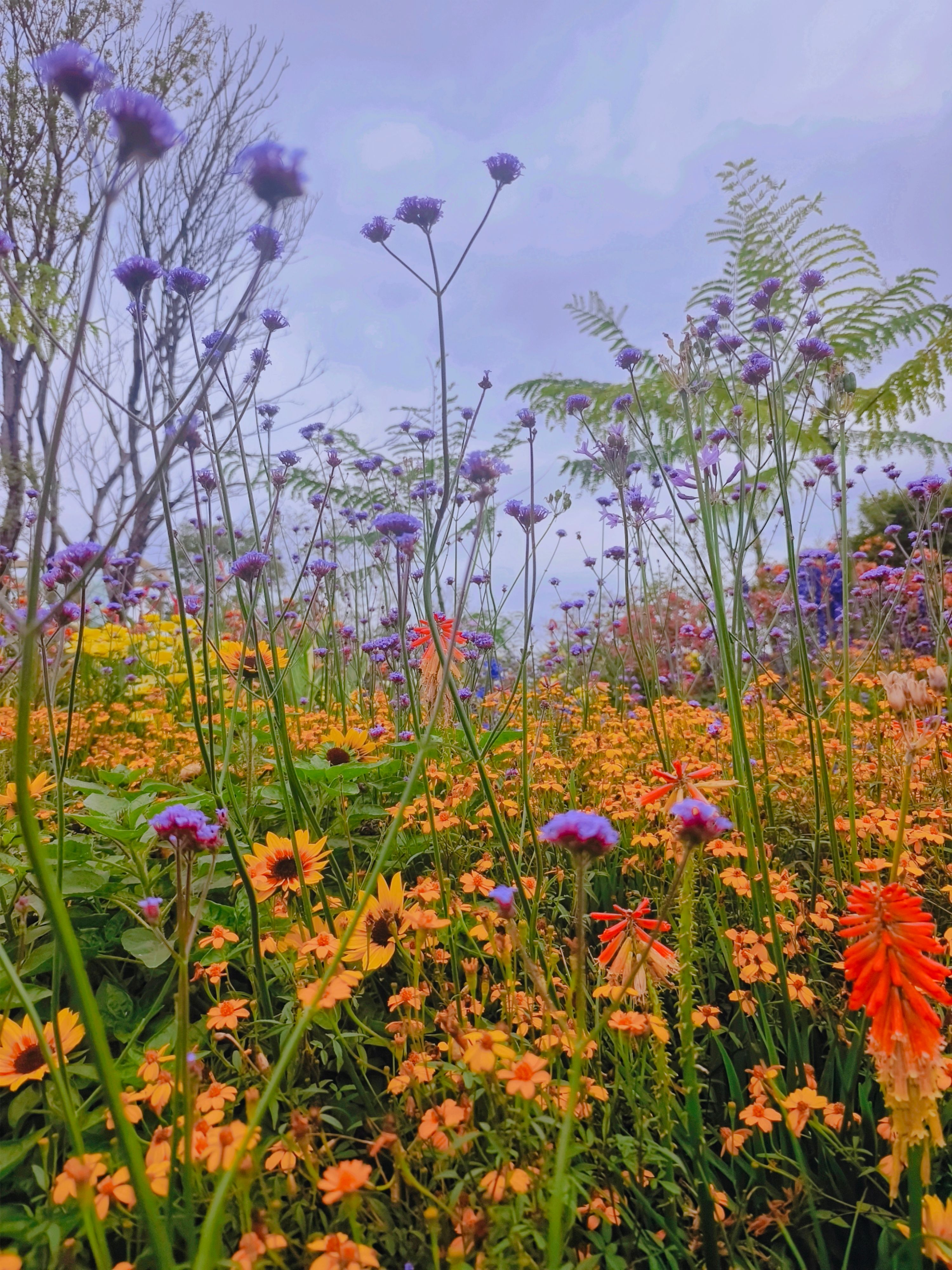 Vibrant Wildflower Field in Full Bloom · Free Stock Photo