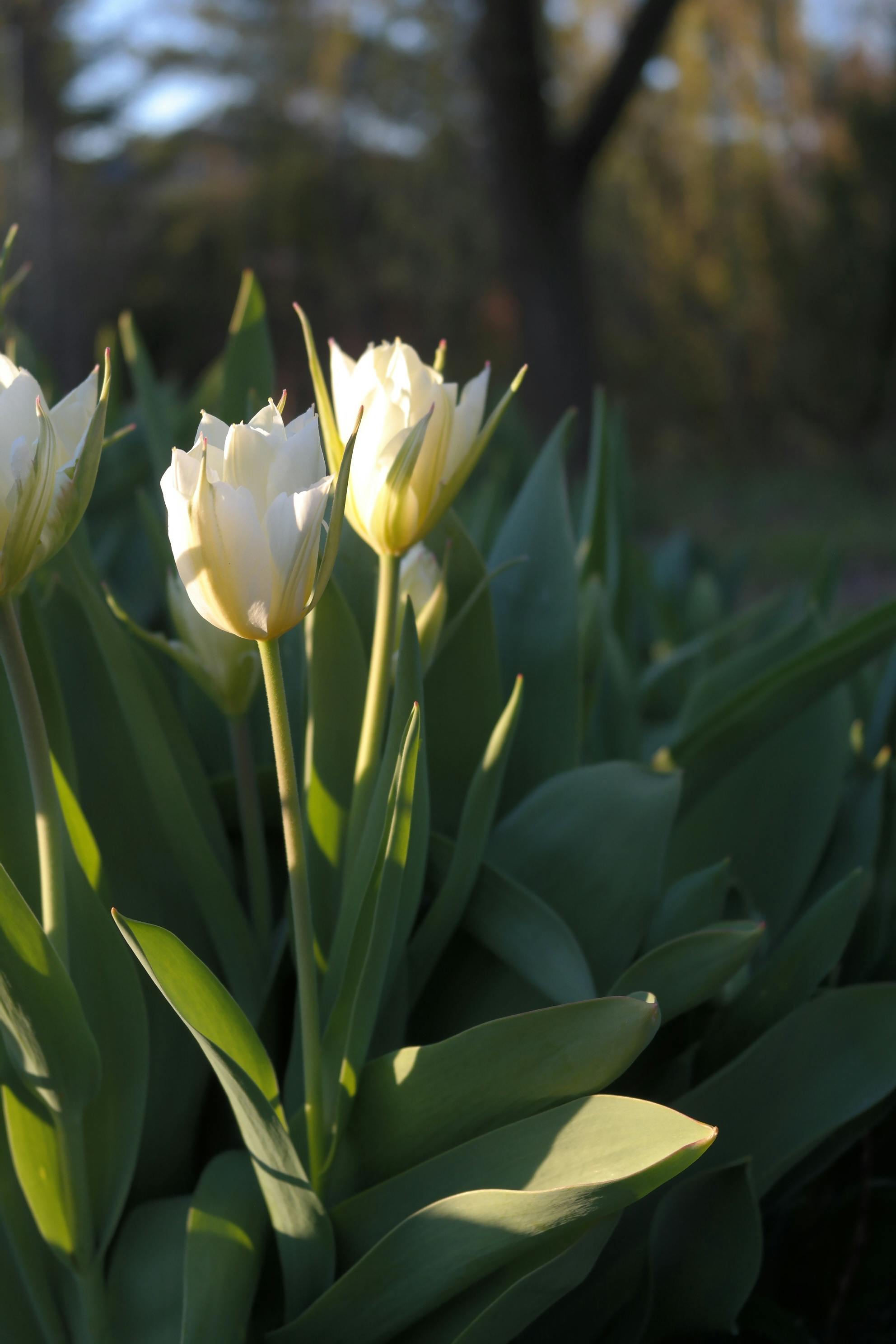 Elegant White Tulips in Natural Sunlight · Free Stock Photo