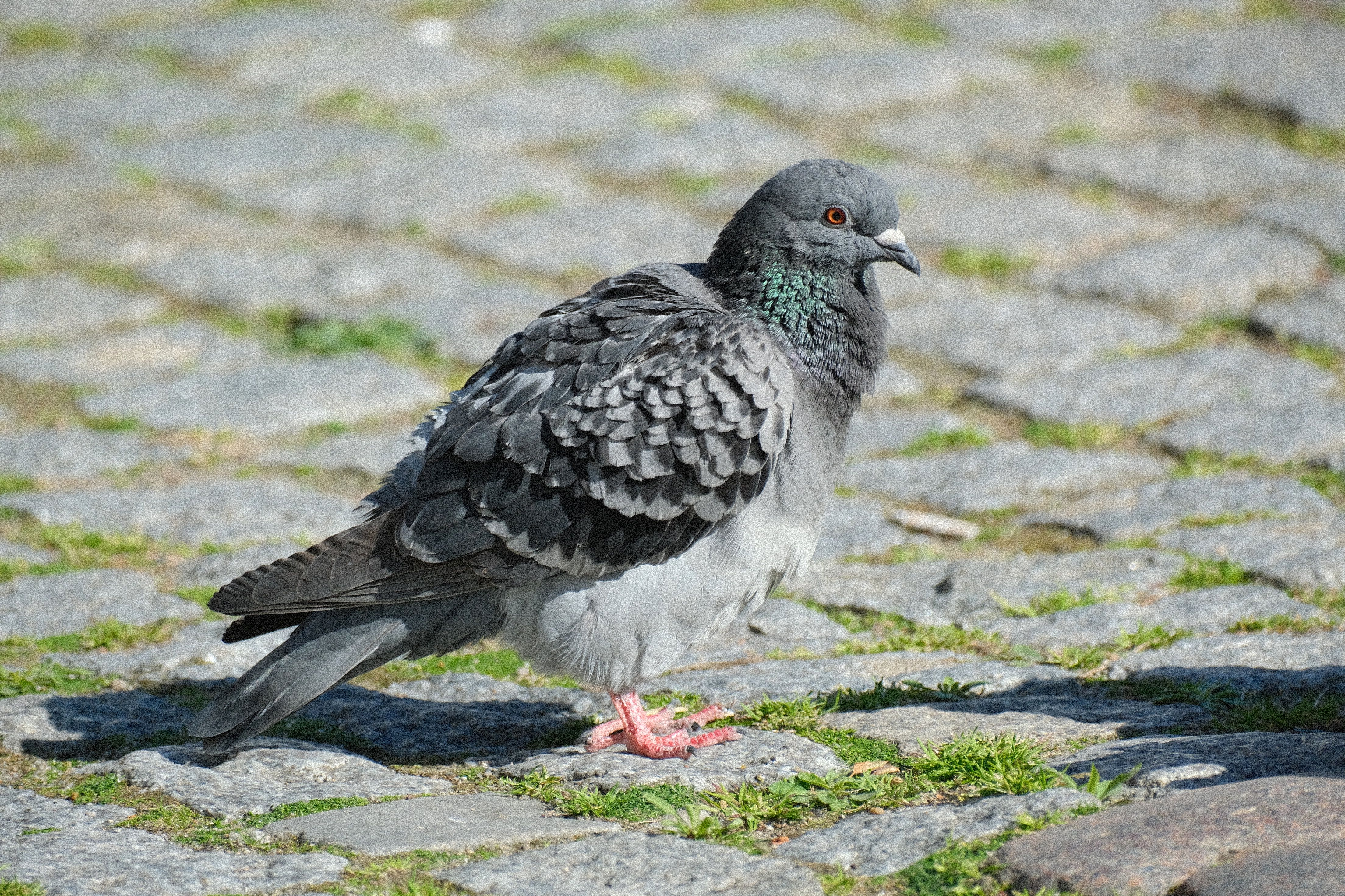 Close-Up of a Rock Pigeon on Stone Pathway · Free Stock Photo
