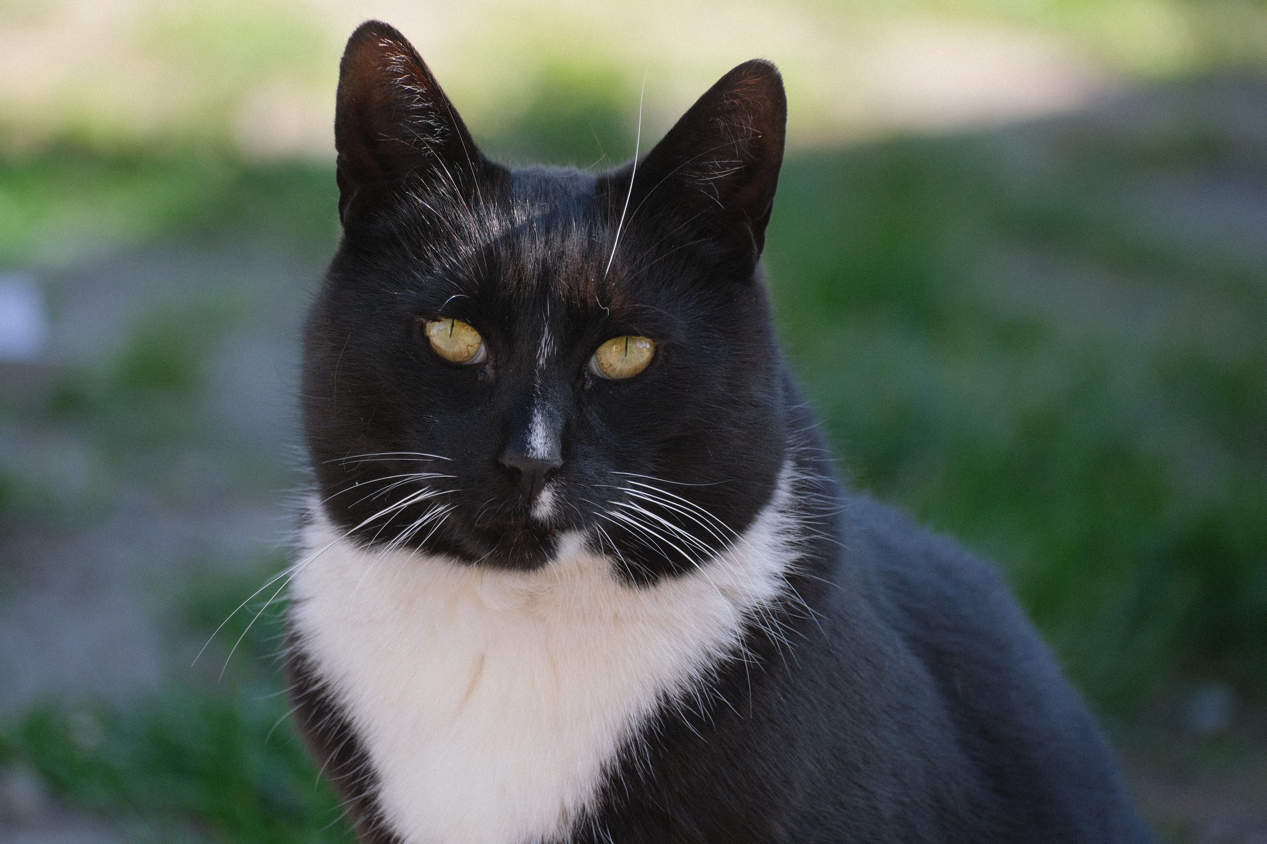 Close-up Portrait of a Tuxedo Cat Outdoors · Free Stock Photo