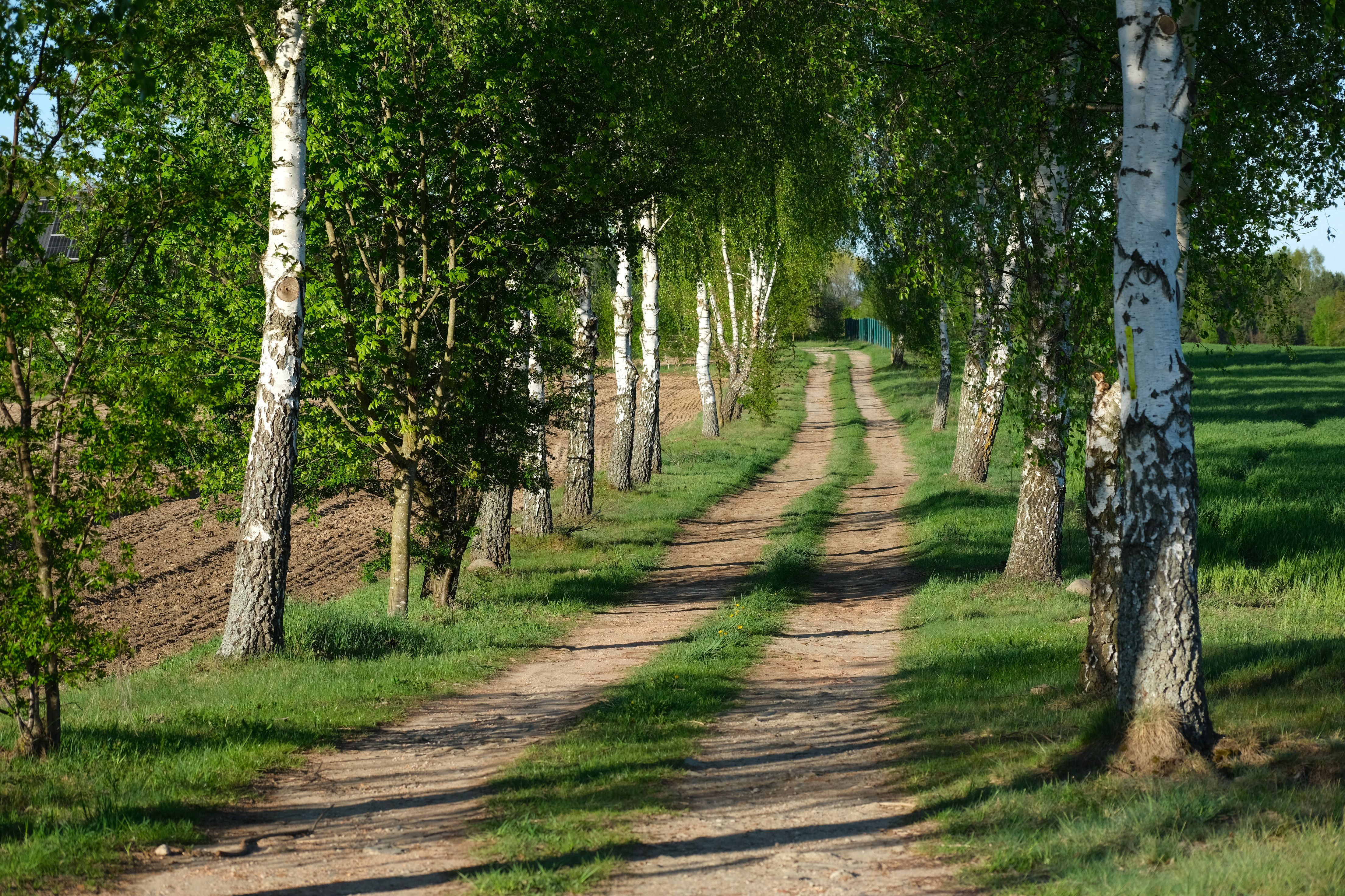 Serene Country Pathway Lined with Birch Trees in Spring · Free Stock Photo