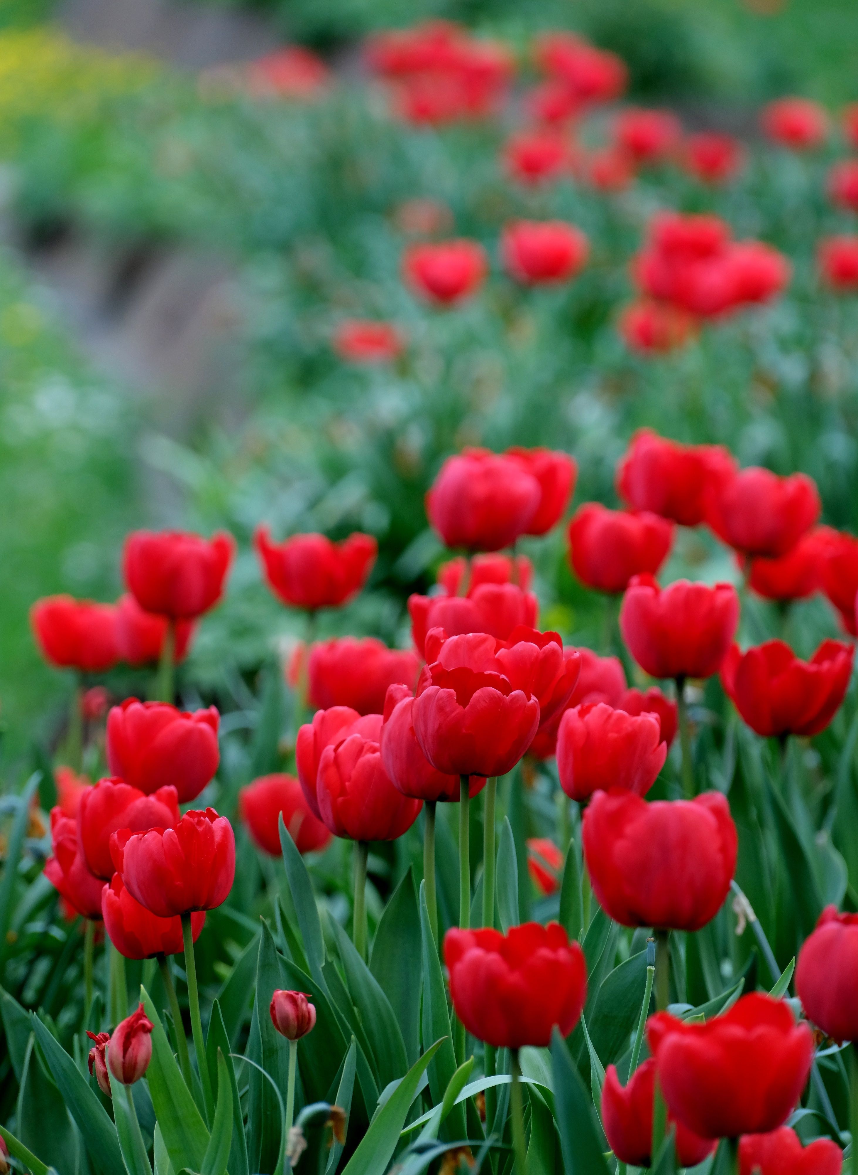 Bright Red Tulips in Bloom during Spring · Free Stock Photo
