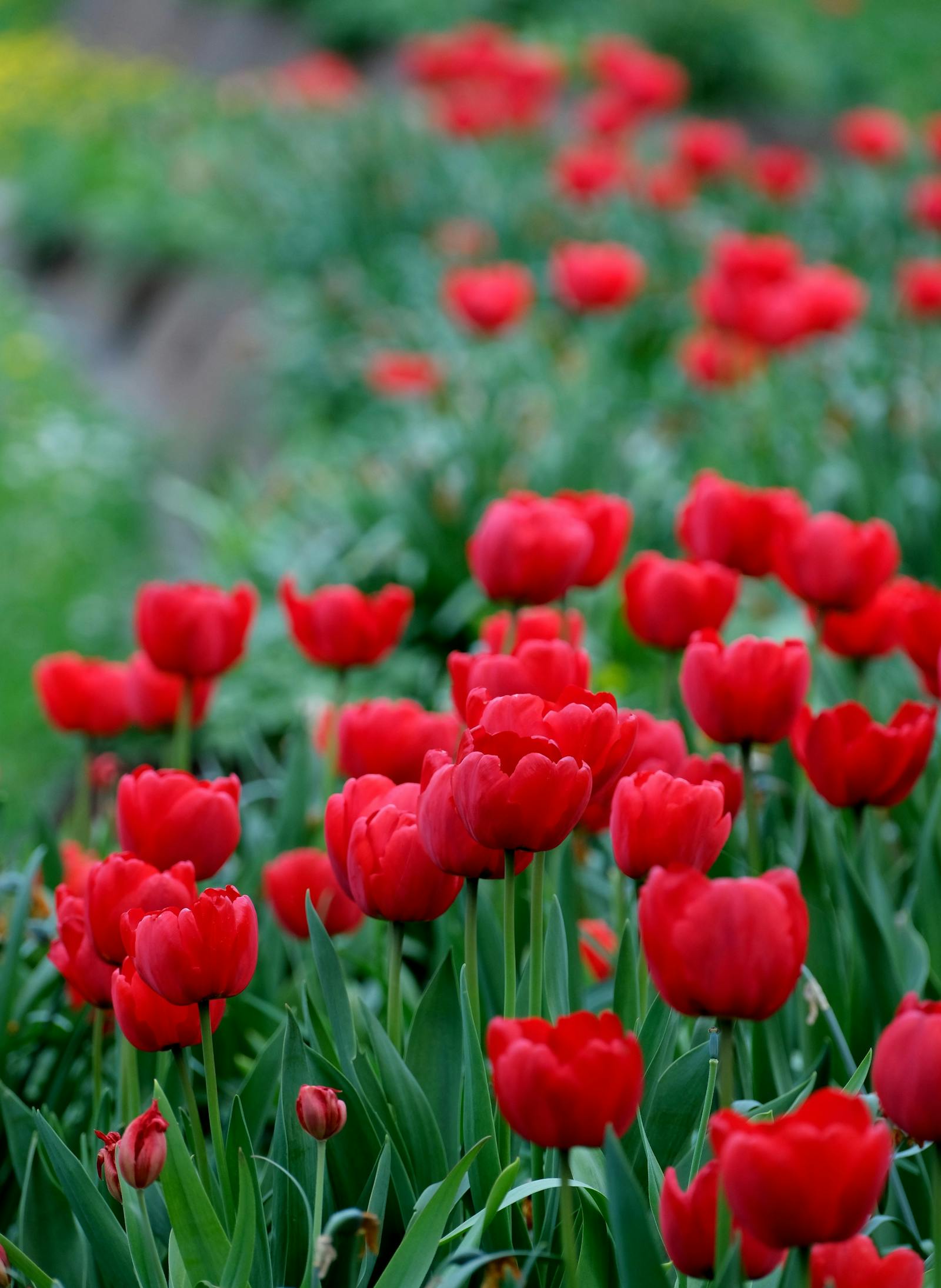 Spring Garden Photos, Download The BEST Free Spring Garden Stock Photos ...