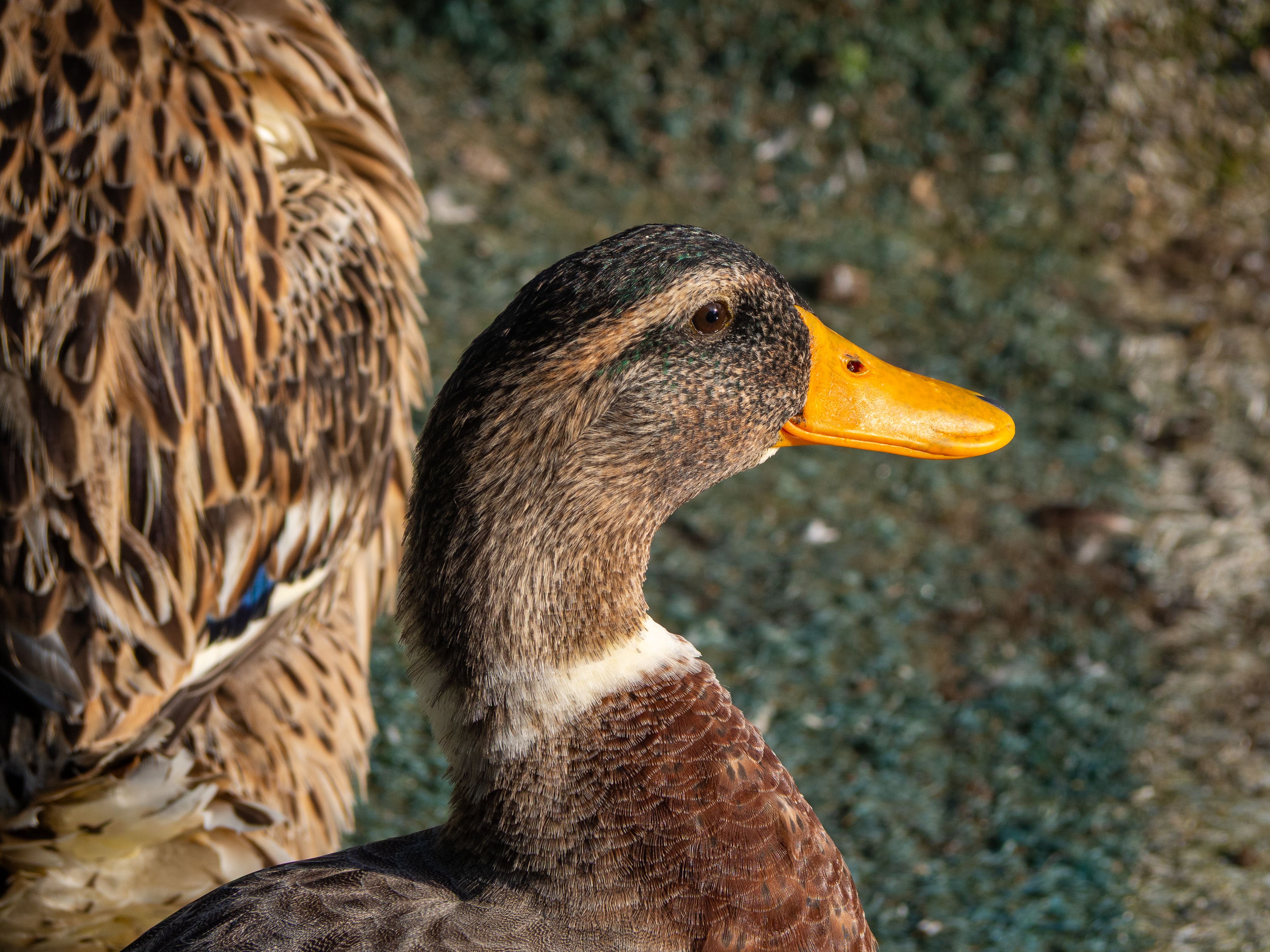 Digestion Of Poultry Photos, Download The BEST Free Digestion Of ...