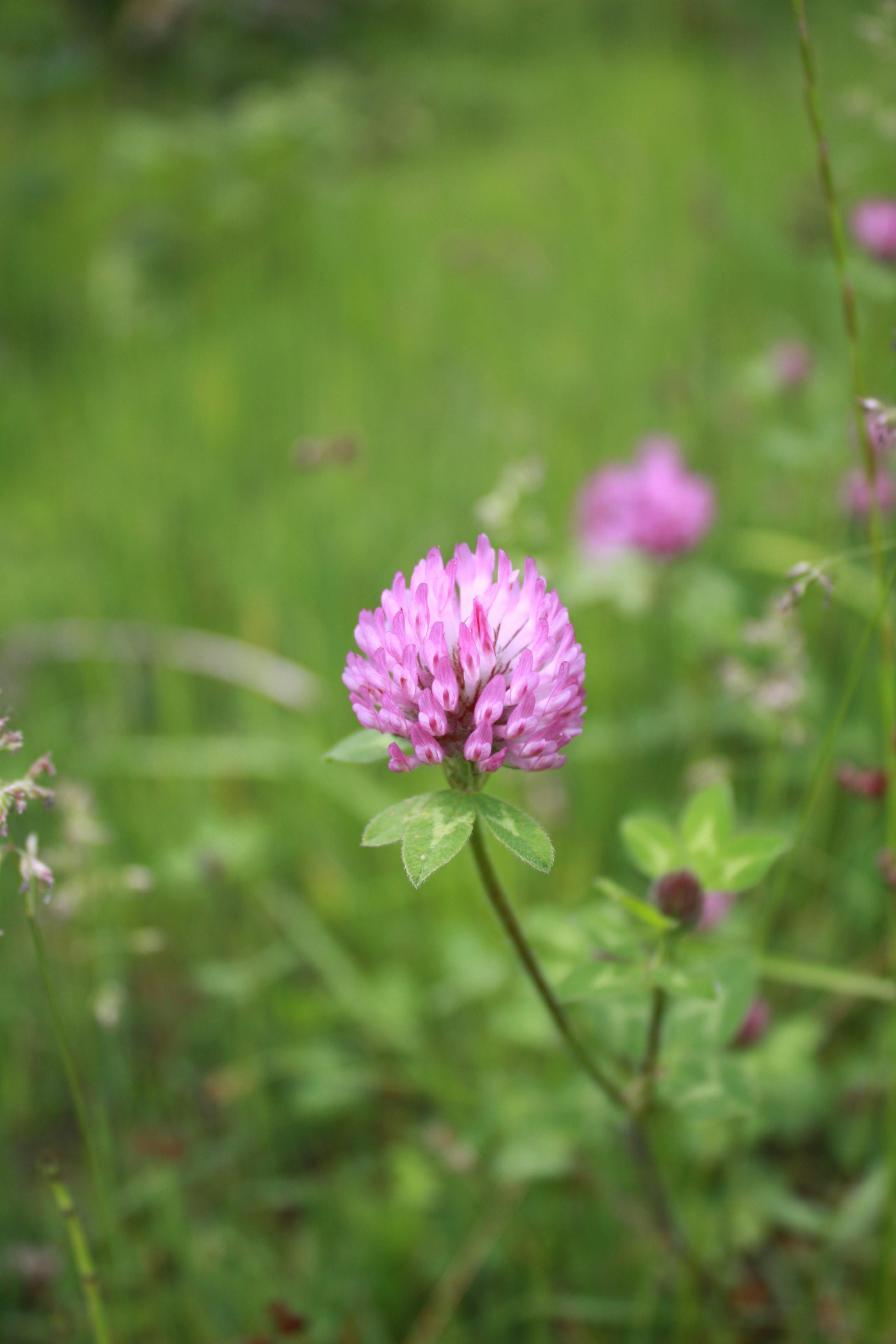 Vibrant Red Clover in Bloom in Lush Meadow · Free Stock Photo