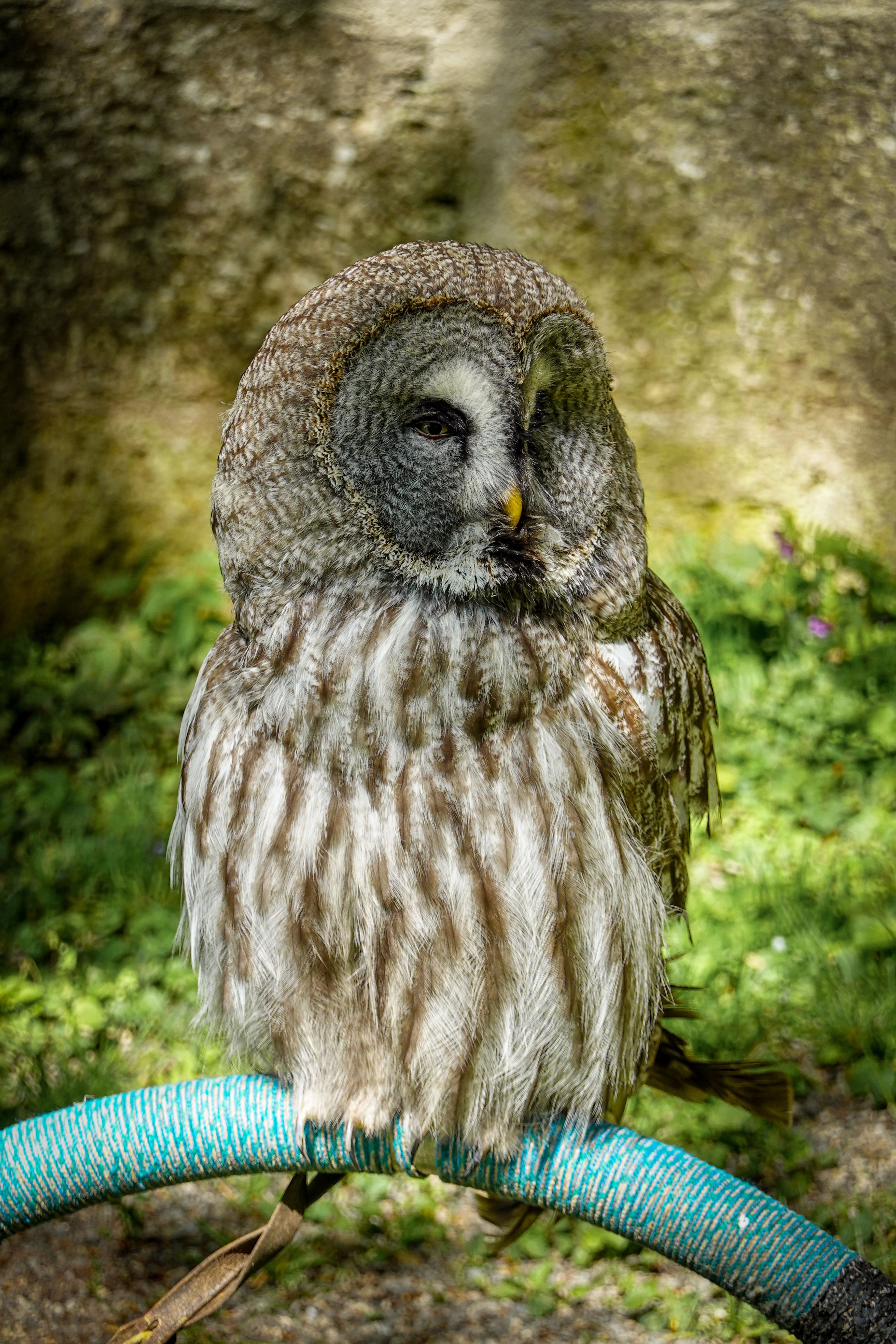 Gray Owl · Free Stock Photo