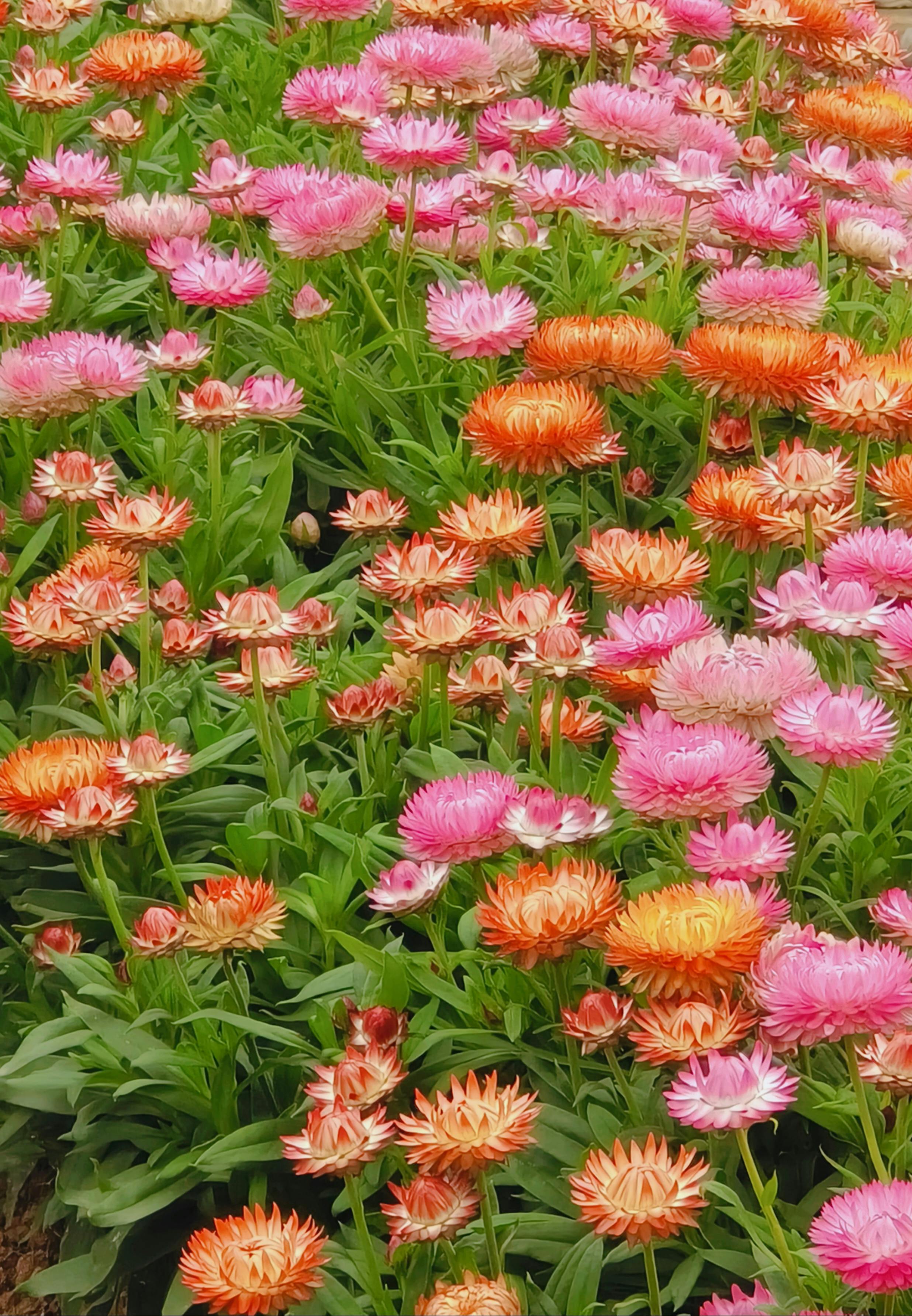 Natural Flowers Photos, Download The BEST Free Natural Flowers Stock ...