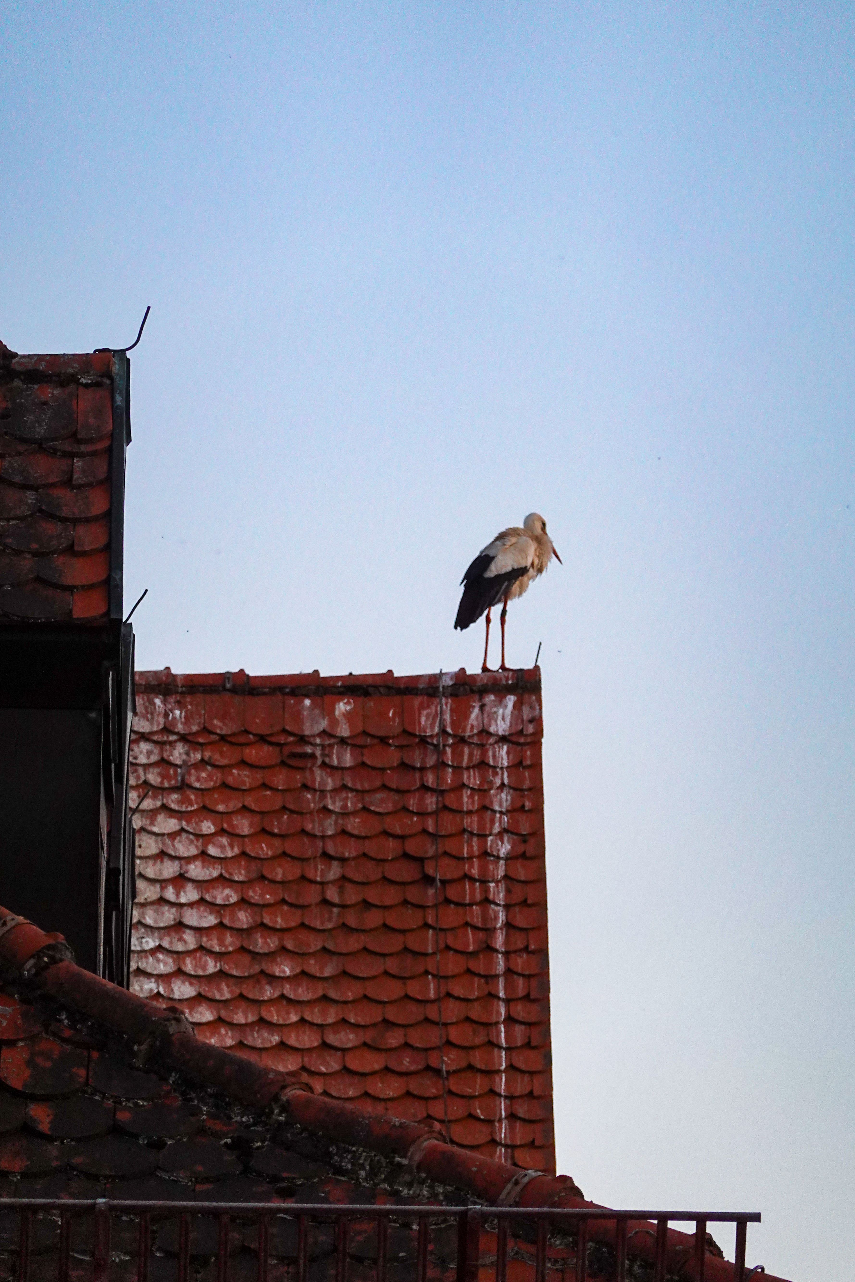 Stork Perched on a Rooftop Against Blue Sky · Free Stock Photo