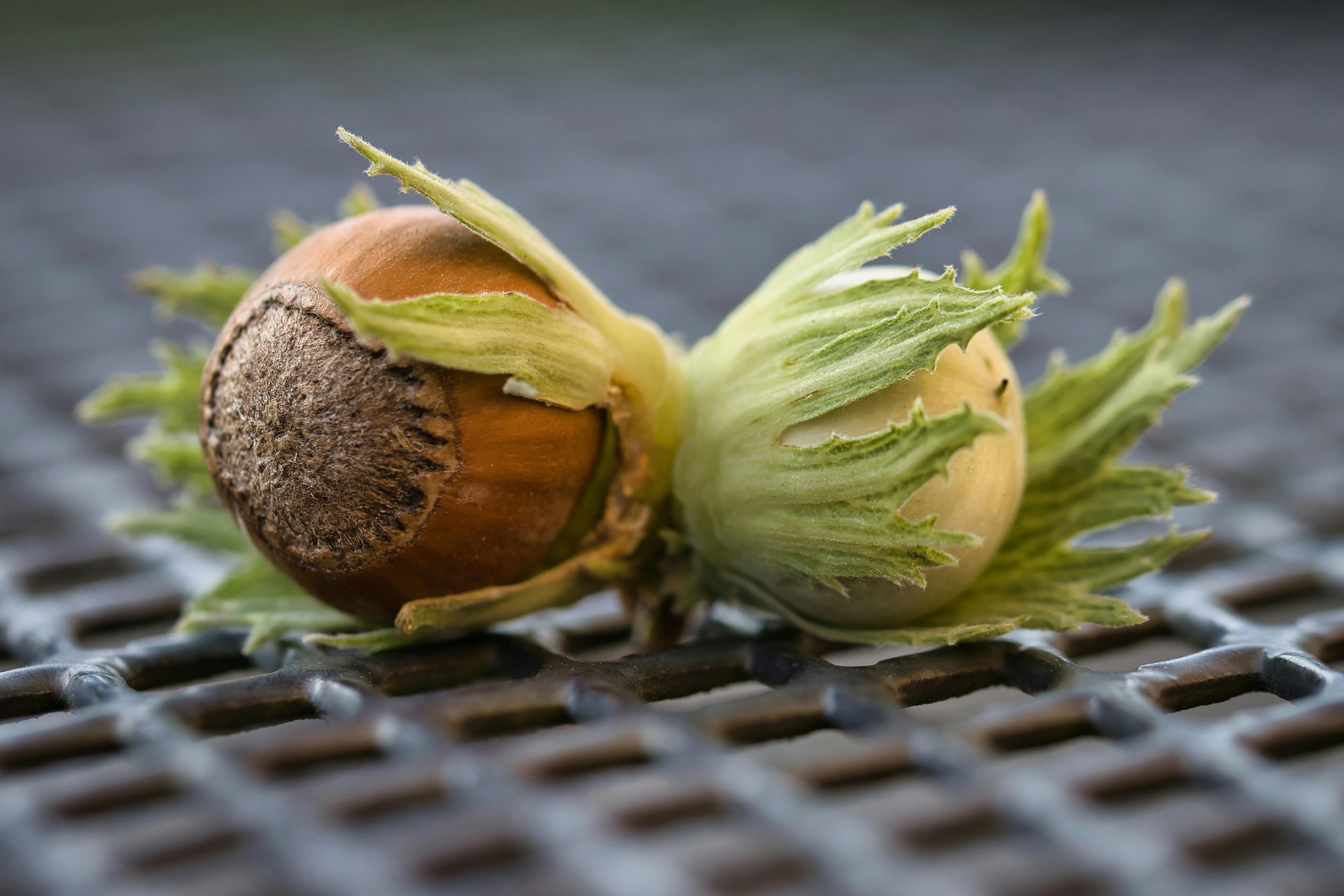 Close-up of Fresh Hazelnuts on Metal Surface · Free Stock Photo