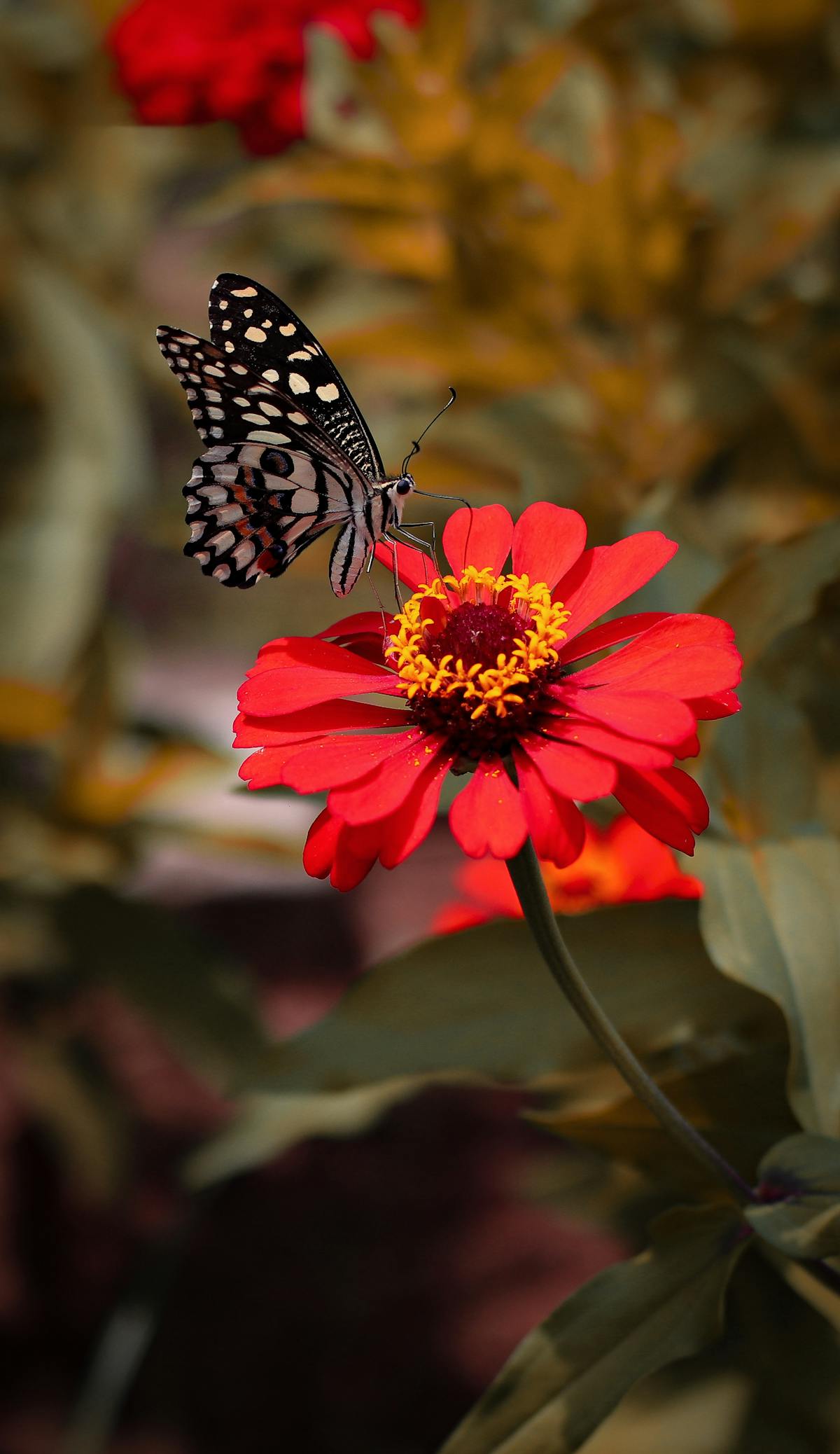 Nature Flower And Butterfly Photos, Download The BEST Free Nature ... Nature Flower And Butterfly Photos, Download The BEST Free Nature ...