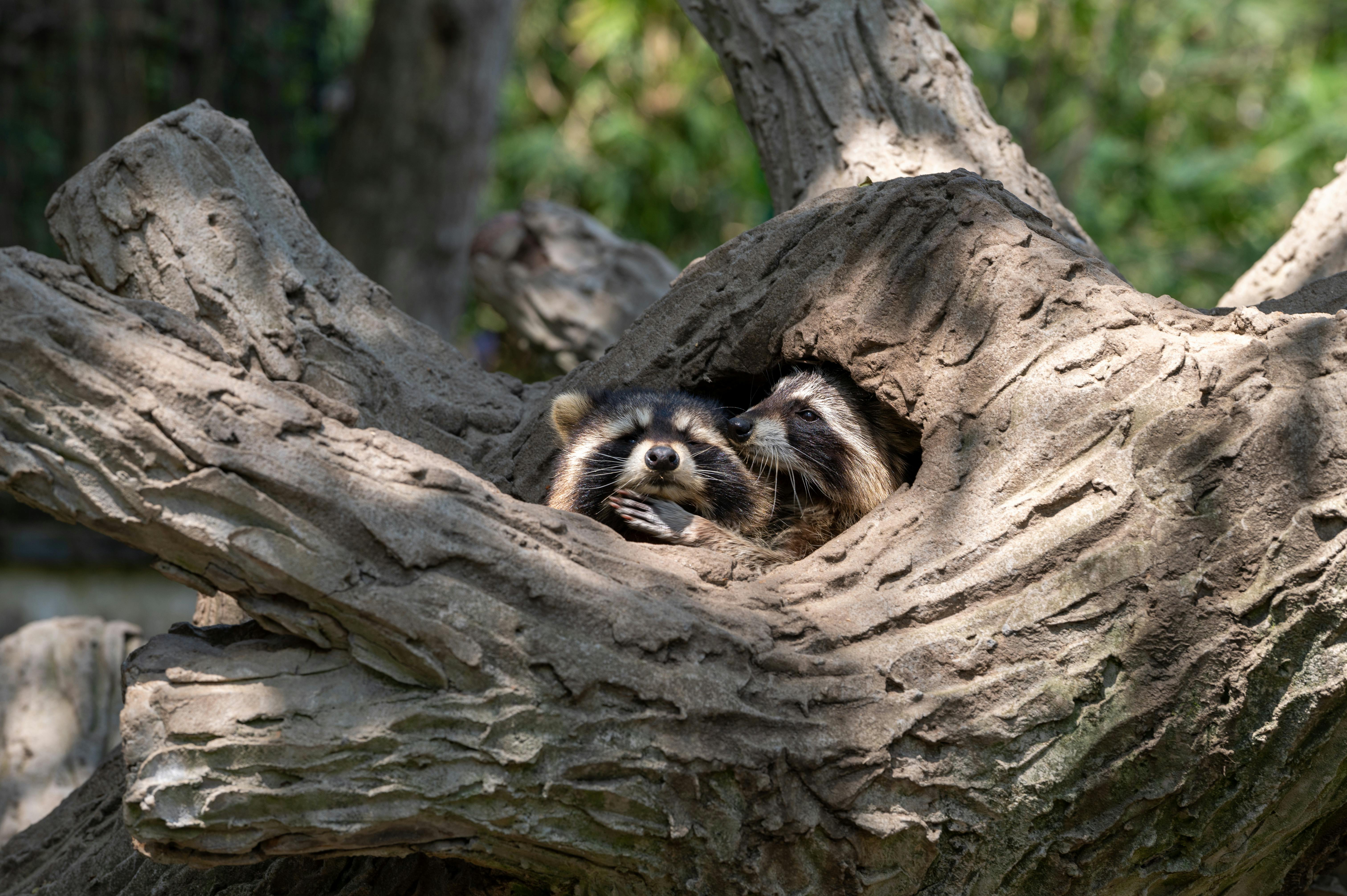Charming Raccoons Peeking from Tree Hollow · Free Stock Photo