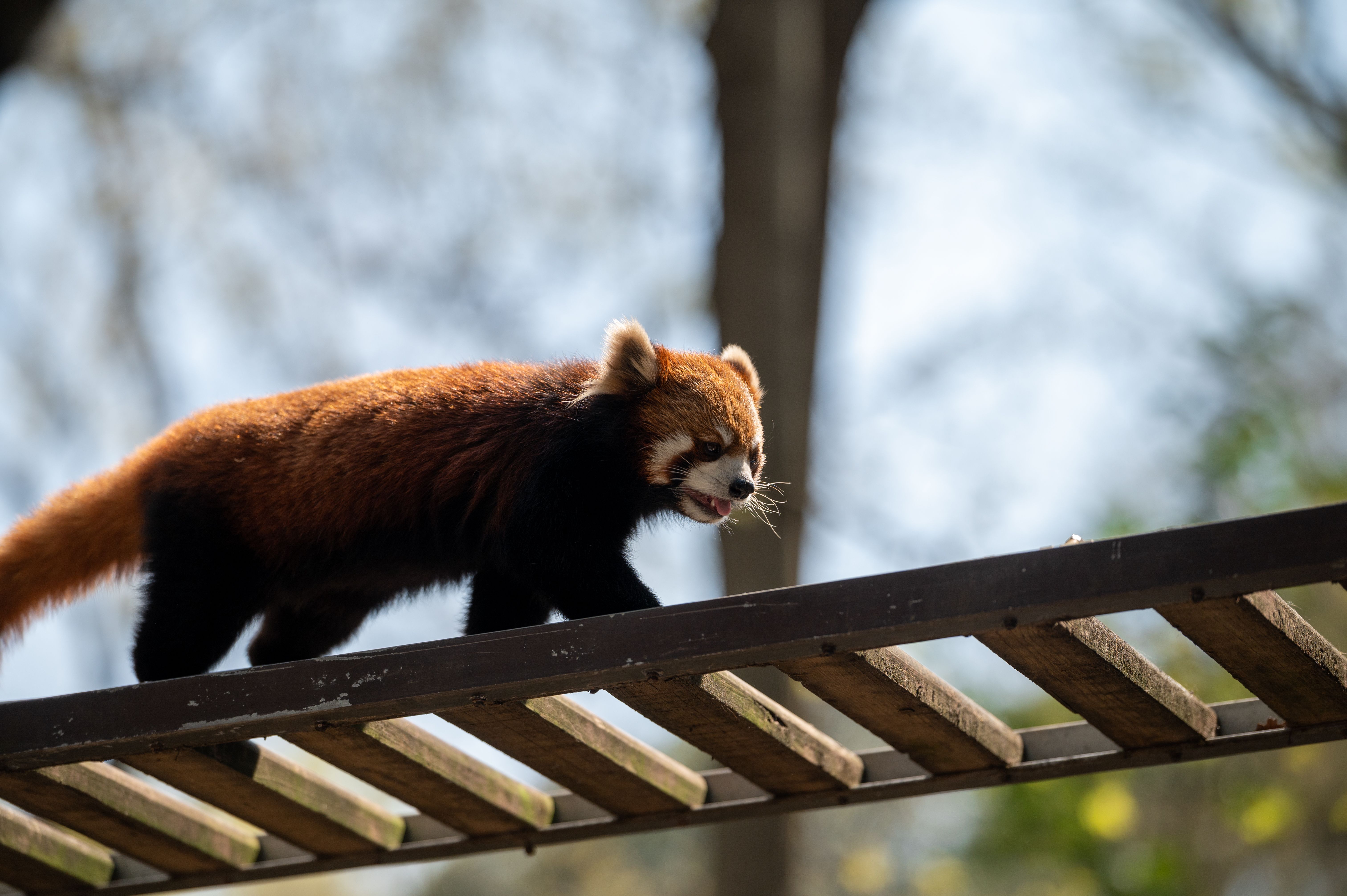 Red Panda Walking on a Wooden Bridge in Zoo · Free Stock Photo