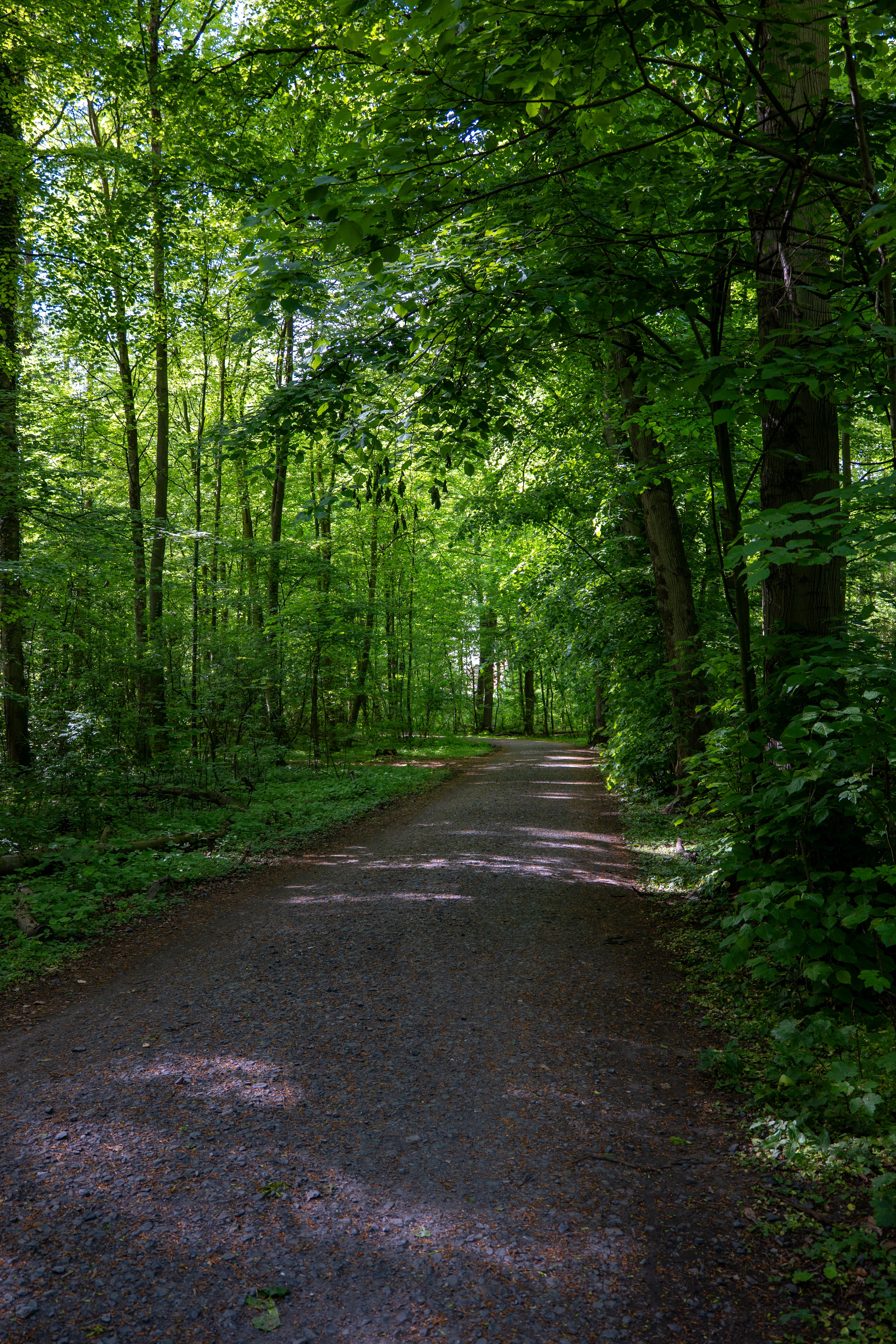 Peaceful Forest Path in Sunlit Greenery · Free Stock Photo