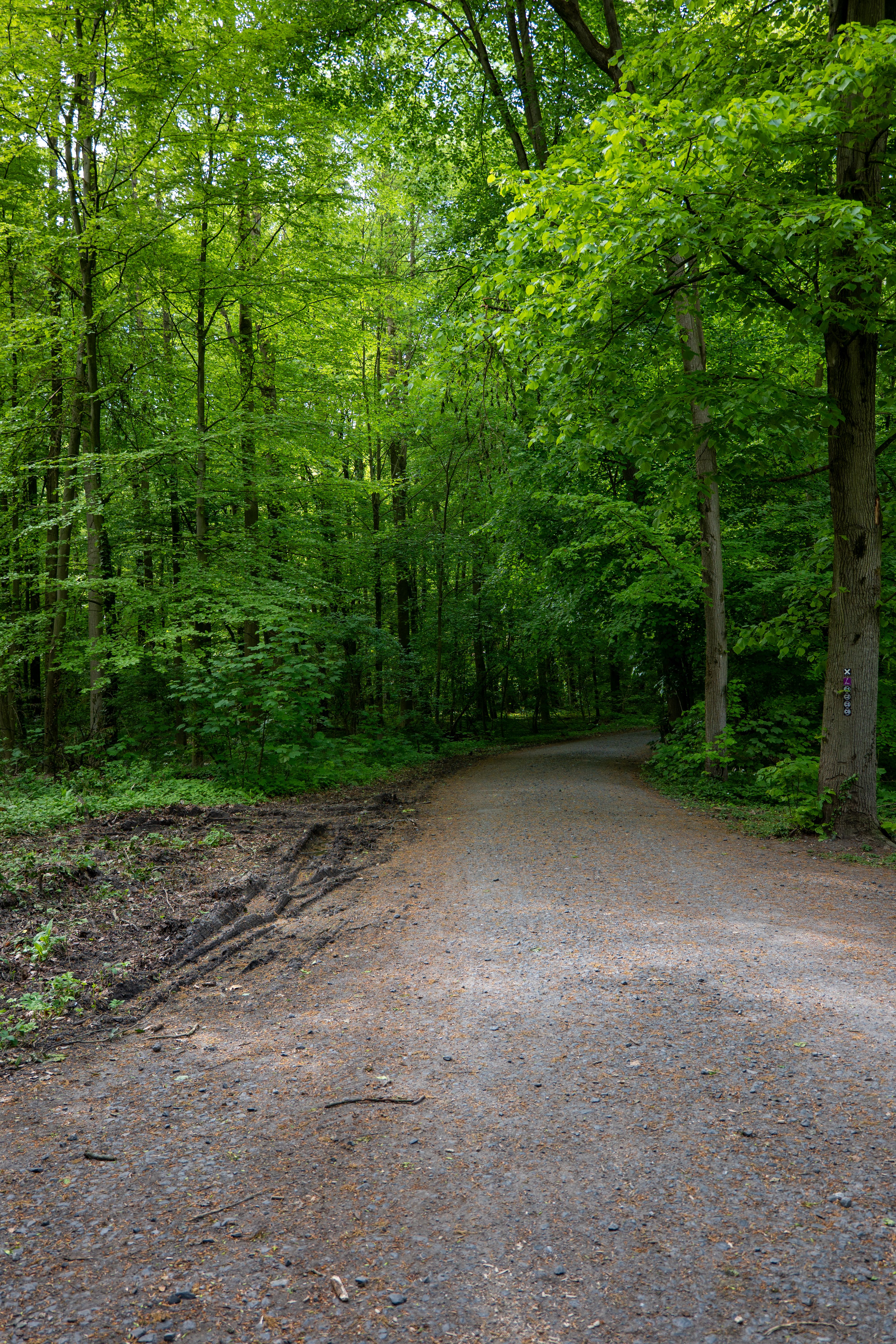Sunny Forest Pathway in Lush Greenery · Free Stock Photo