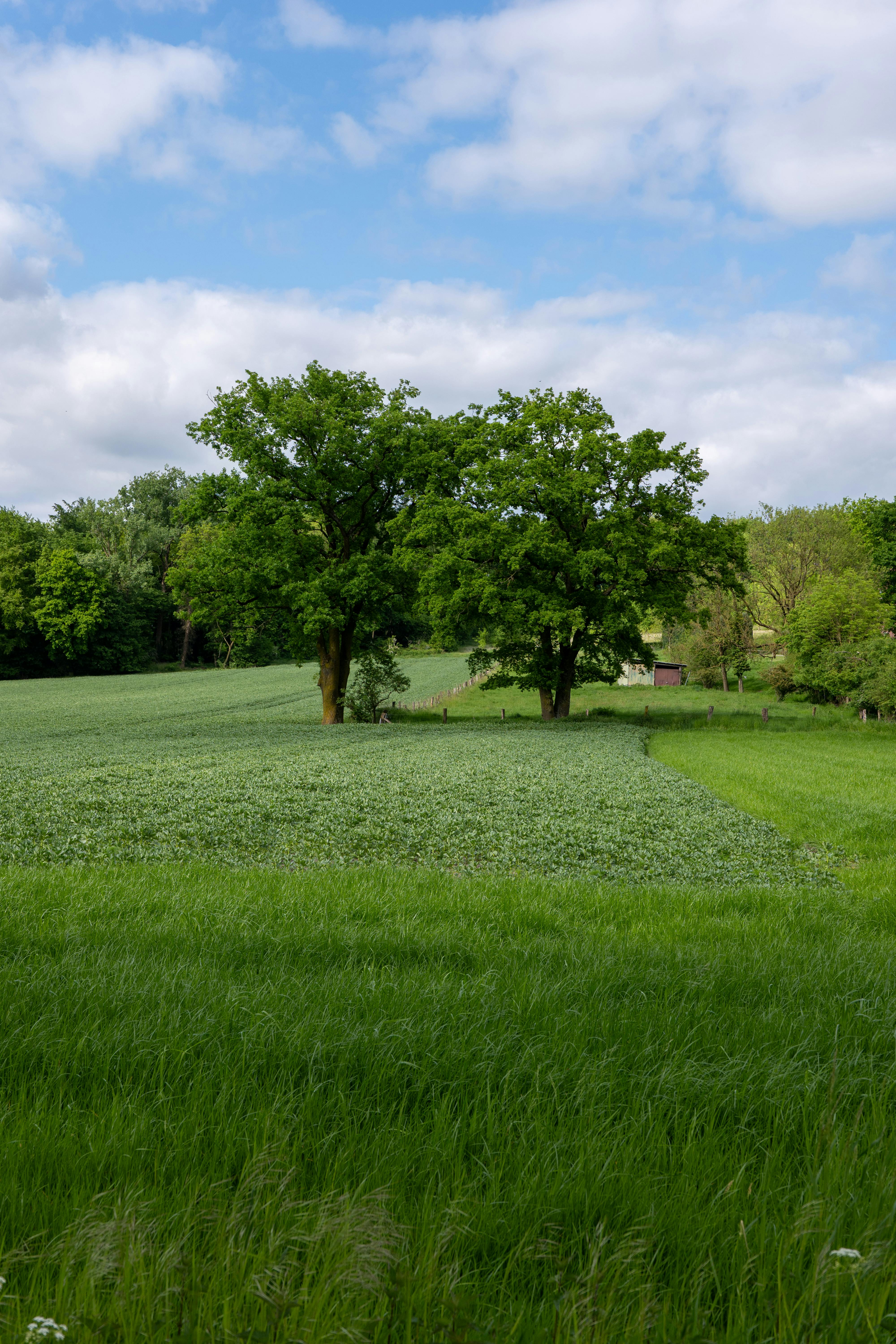 Scenic Countryside Landscape with Lush Trees · Free Stock Photo