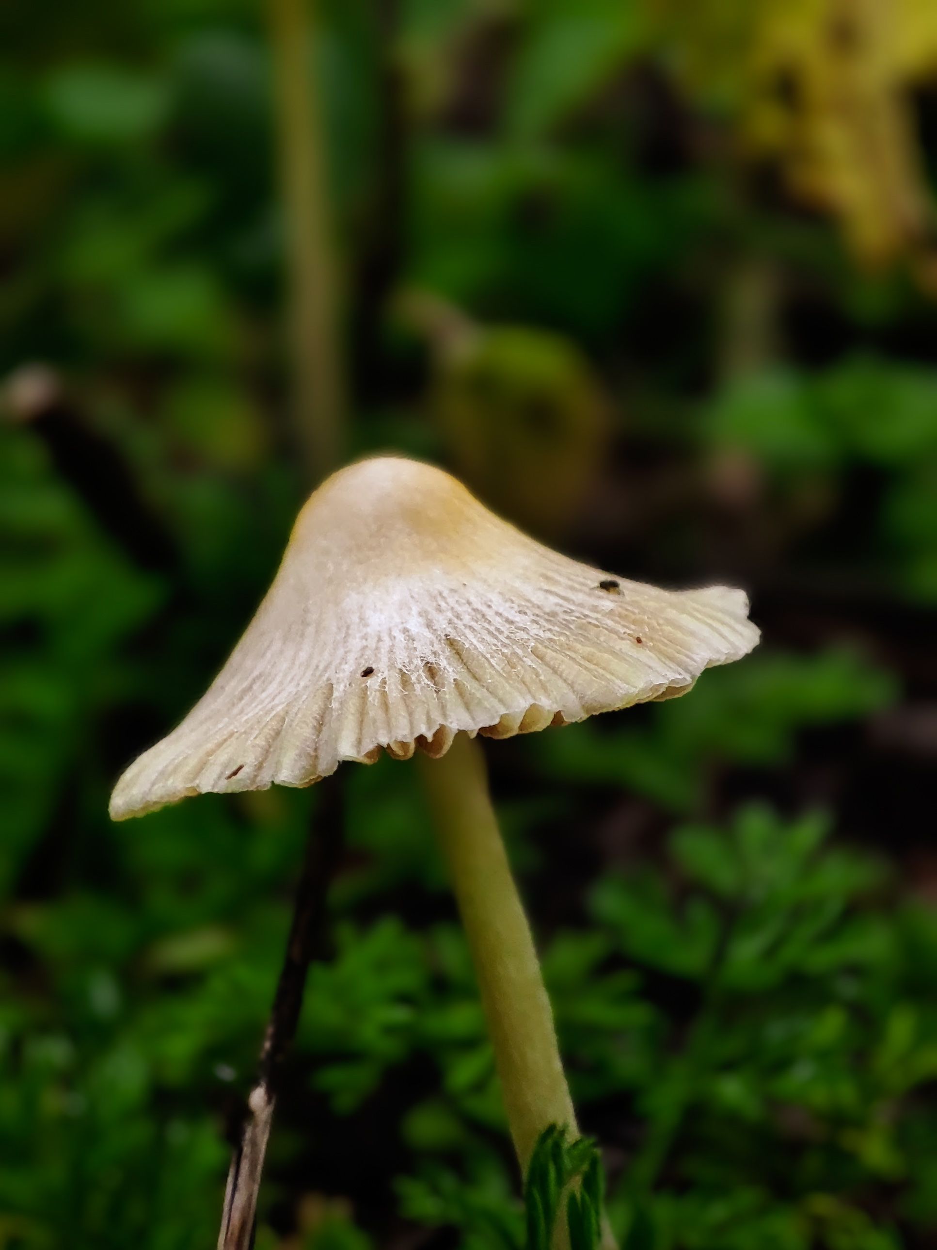 Primer Plano De Un Hongo Silvestre En Una Exuberante Vegetación · Foto ...