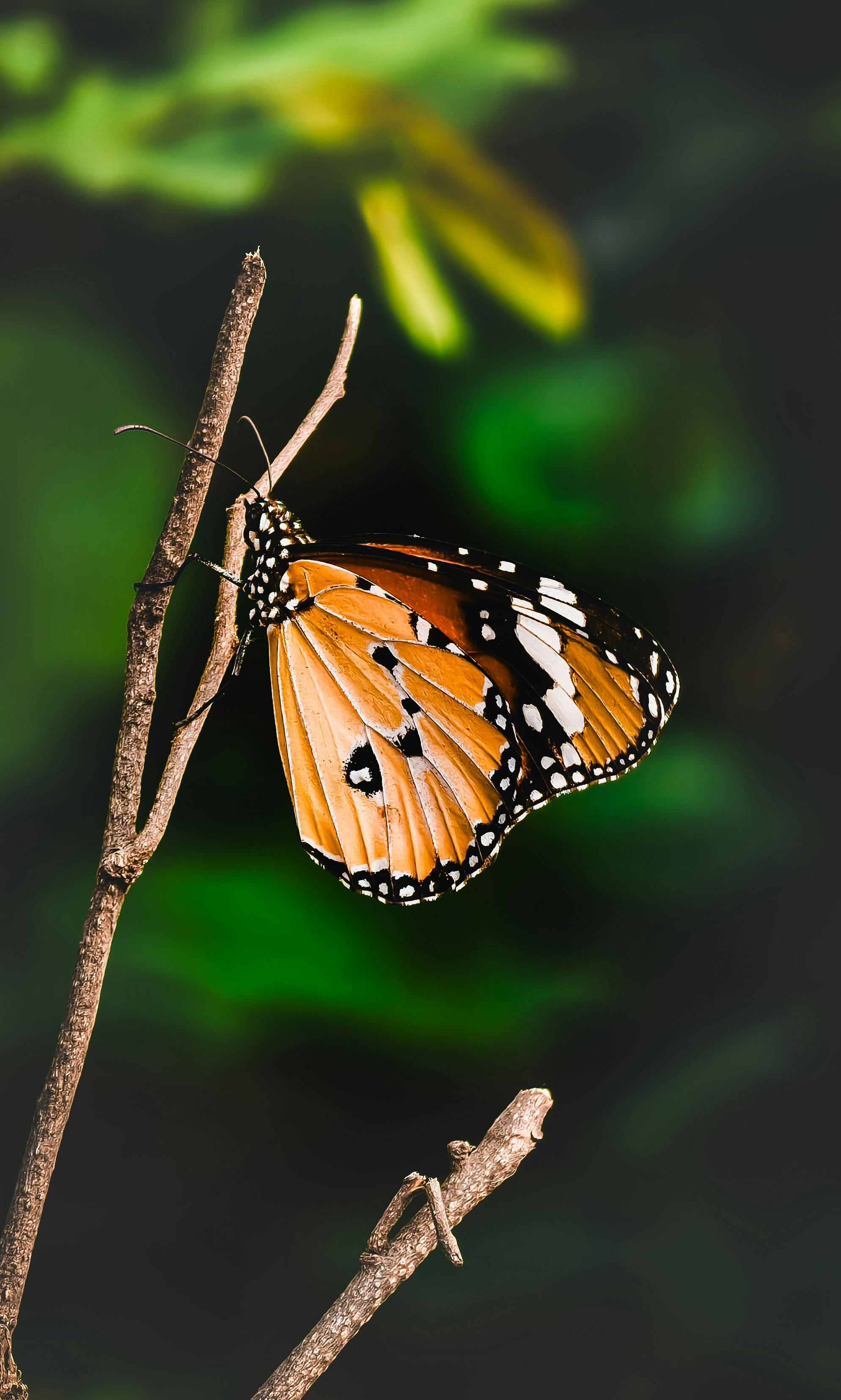 Conservation Photos, Download The BEST Free Conservation Stock Photos ...