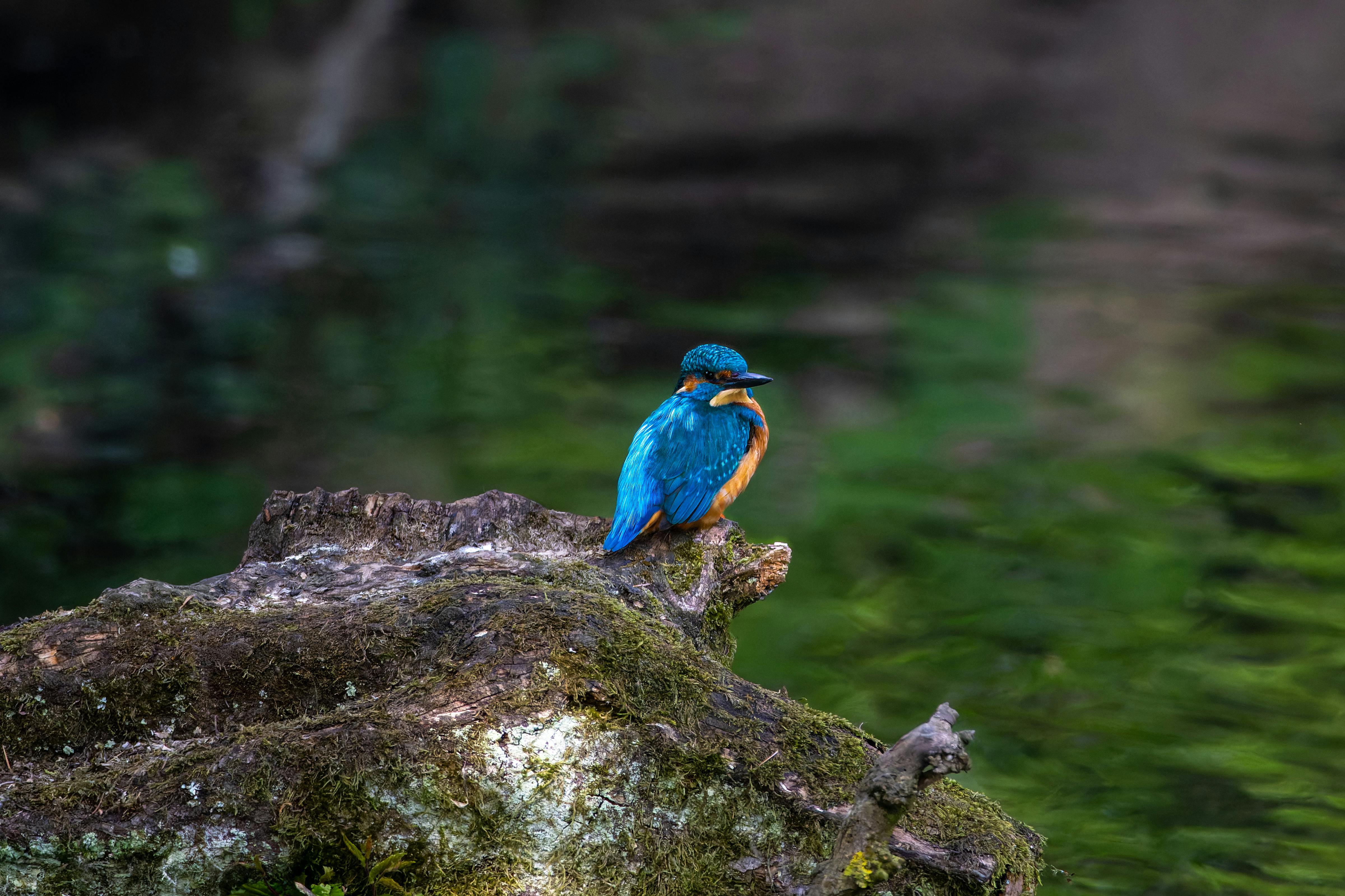 Repo Background Photos, Download The BEST Free Repo Background Stock ...