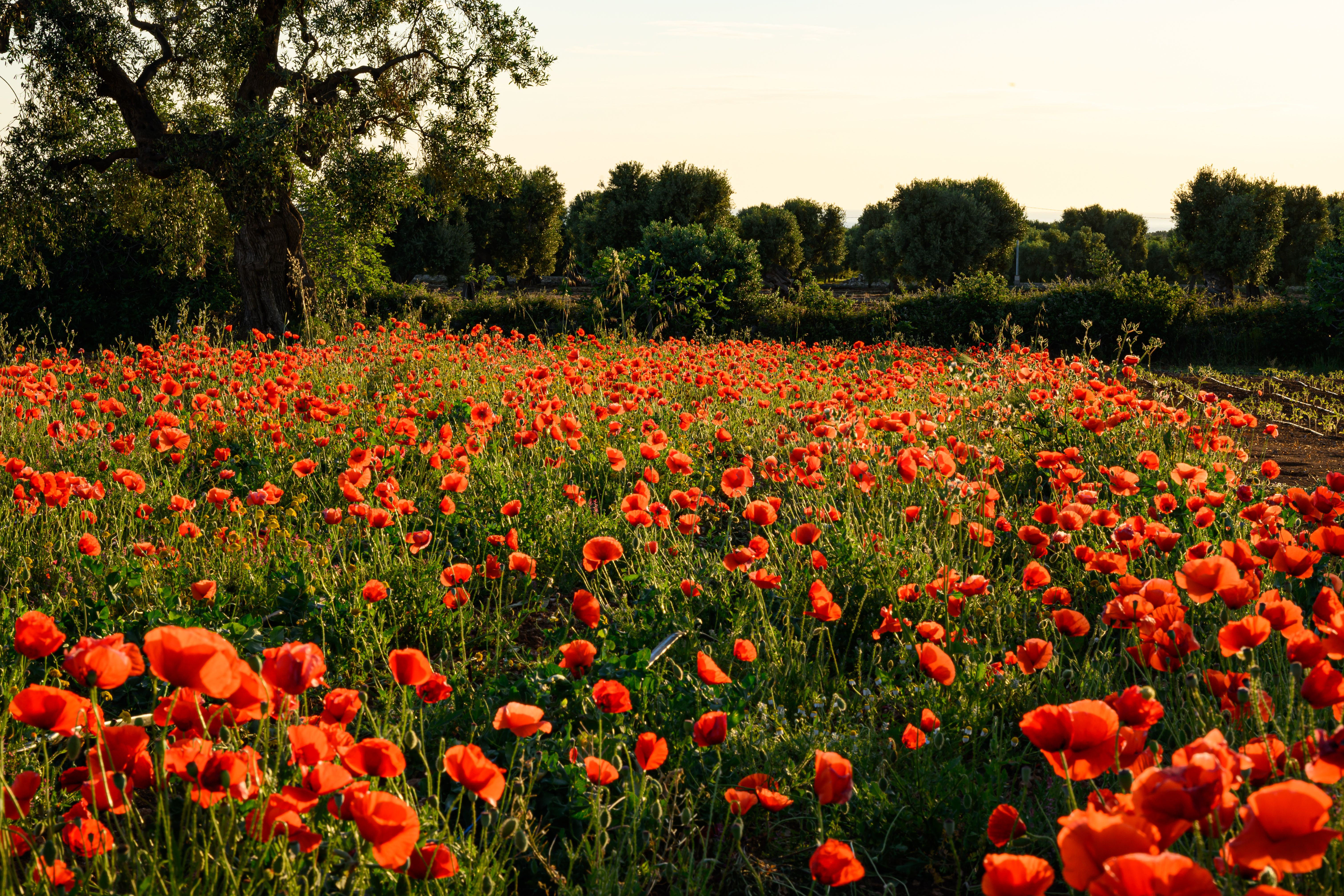 Field Sunset Horizon Photos, Download The BEST Free Field Sunset ...