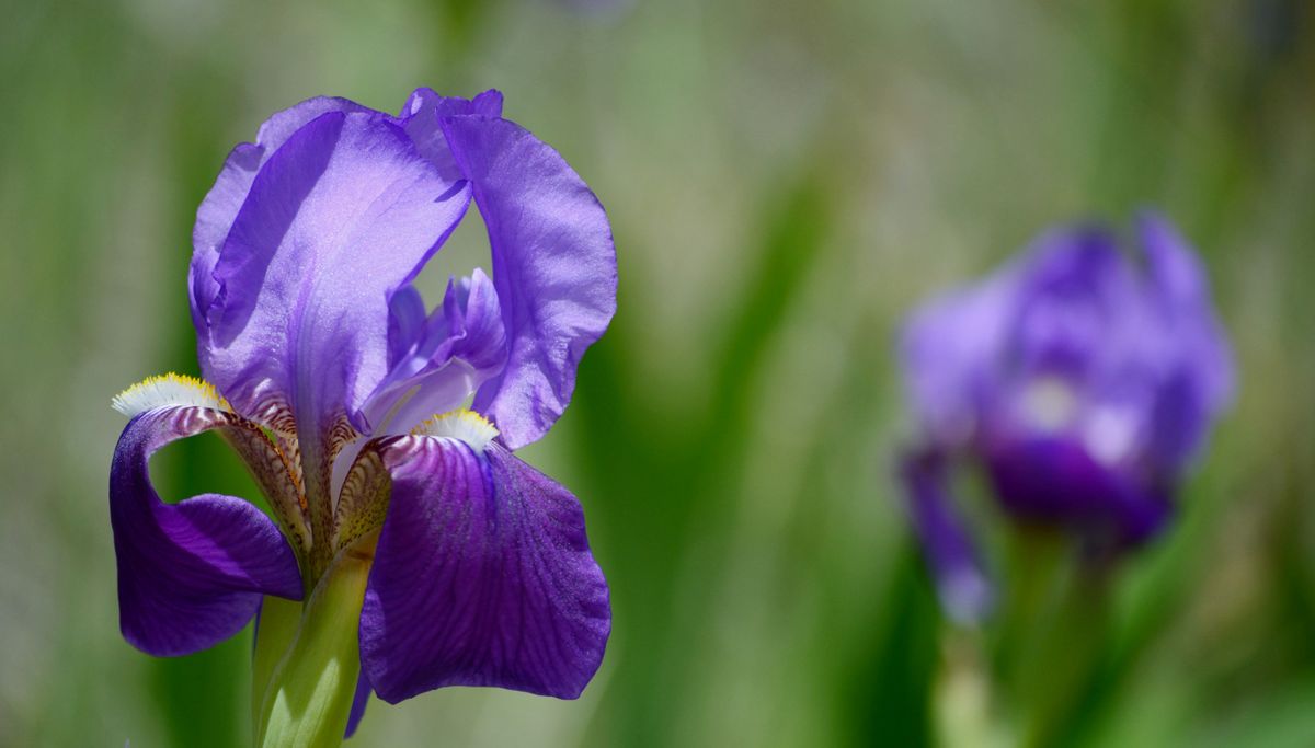 Blue Purple Photos, Download The BEST Free Blue Purple Stock Photos ...
