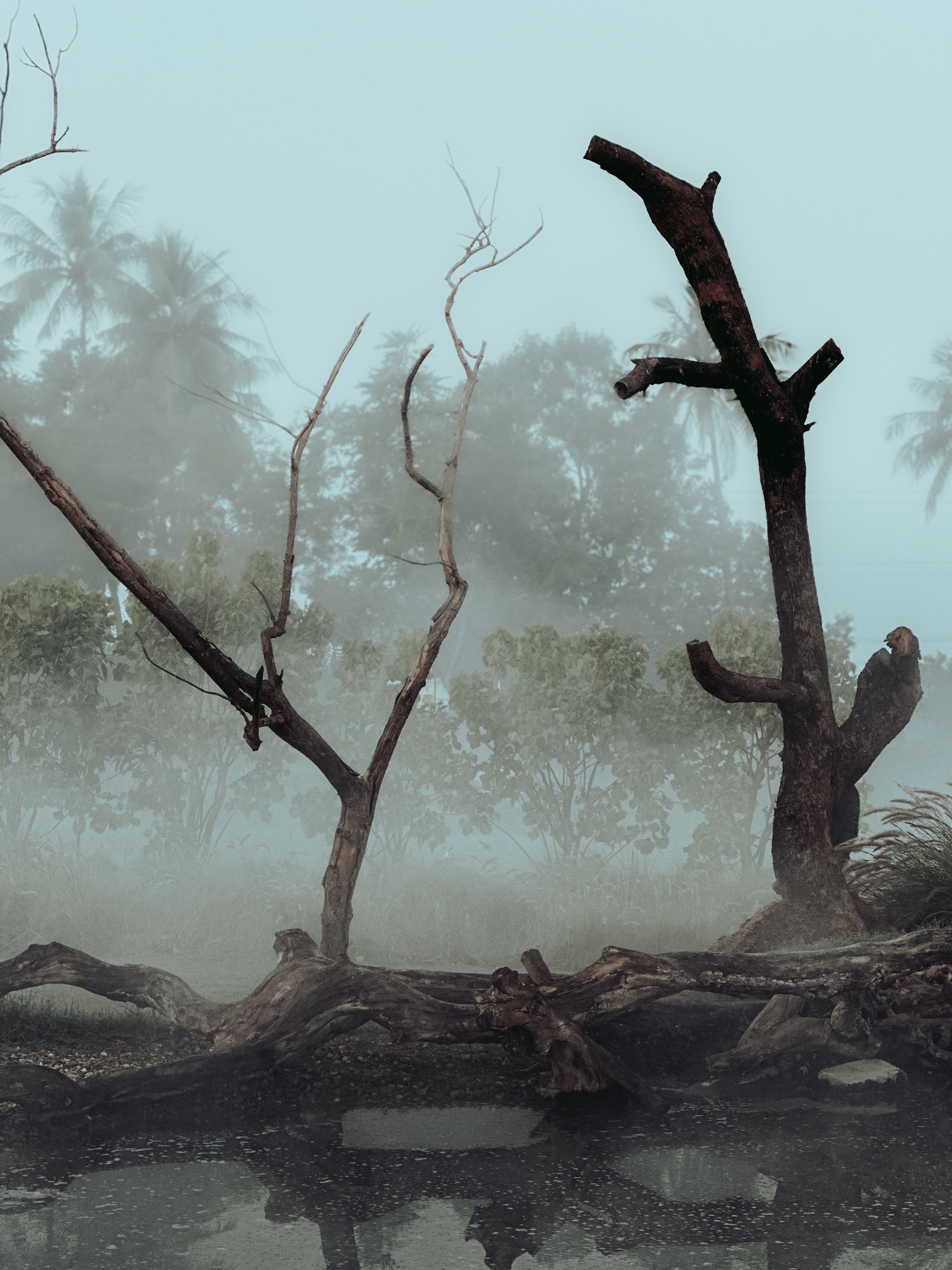 Misty Forest with Dead Trees and Reflections · Free Stock Photo