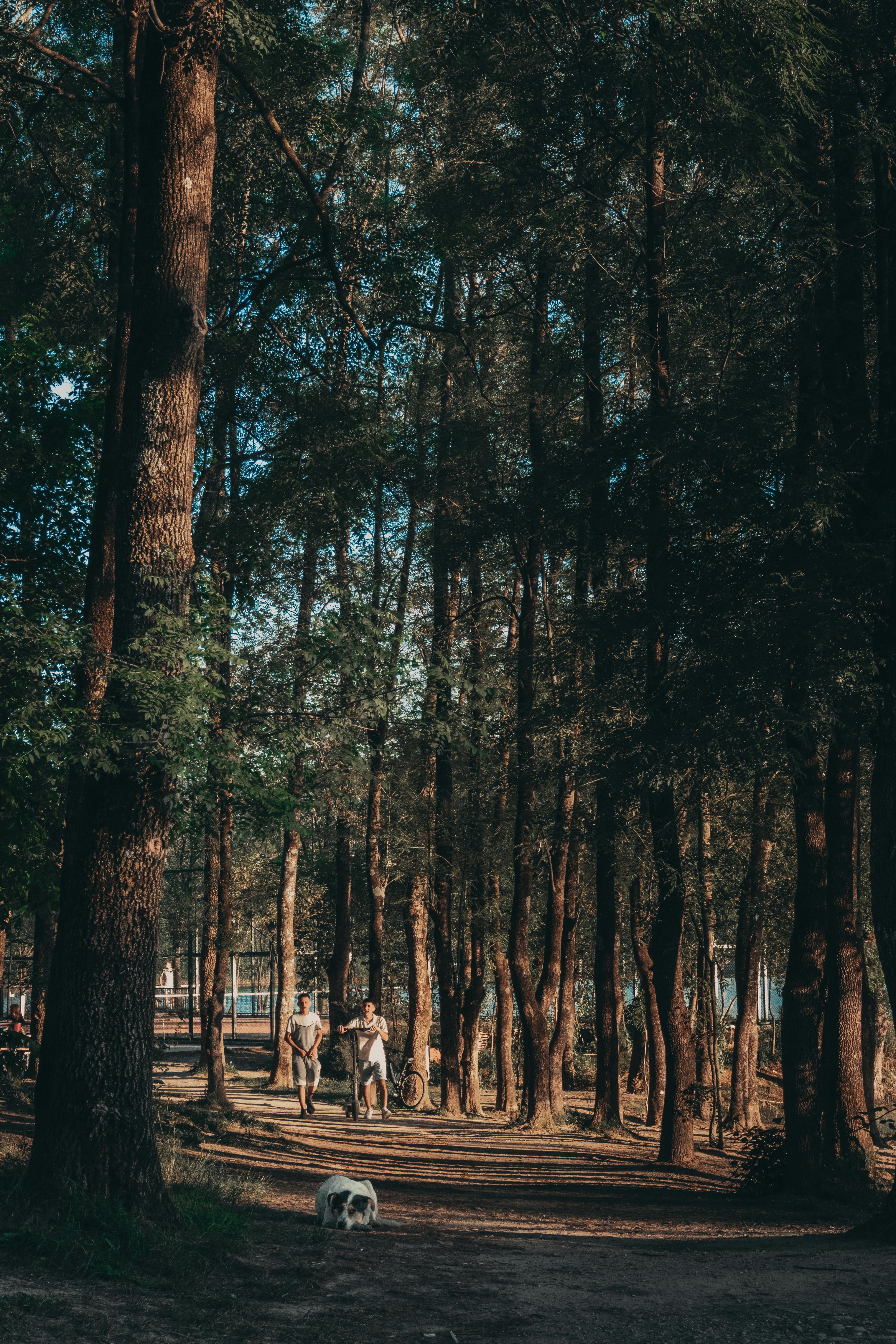 Rustige Wandeling In Het Serene Bospad Van Tirana · Gratis stockfoto