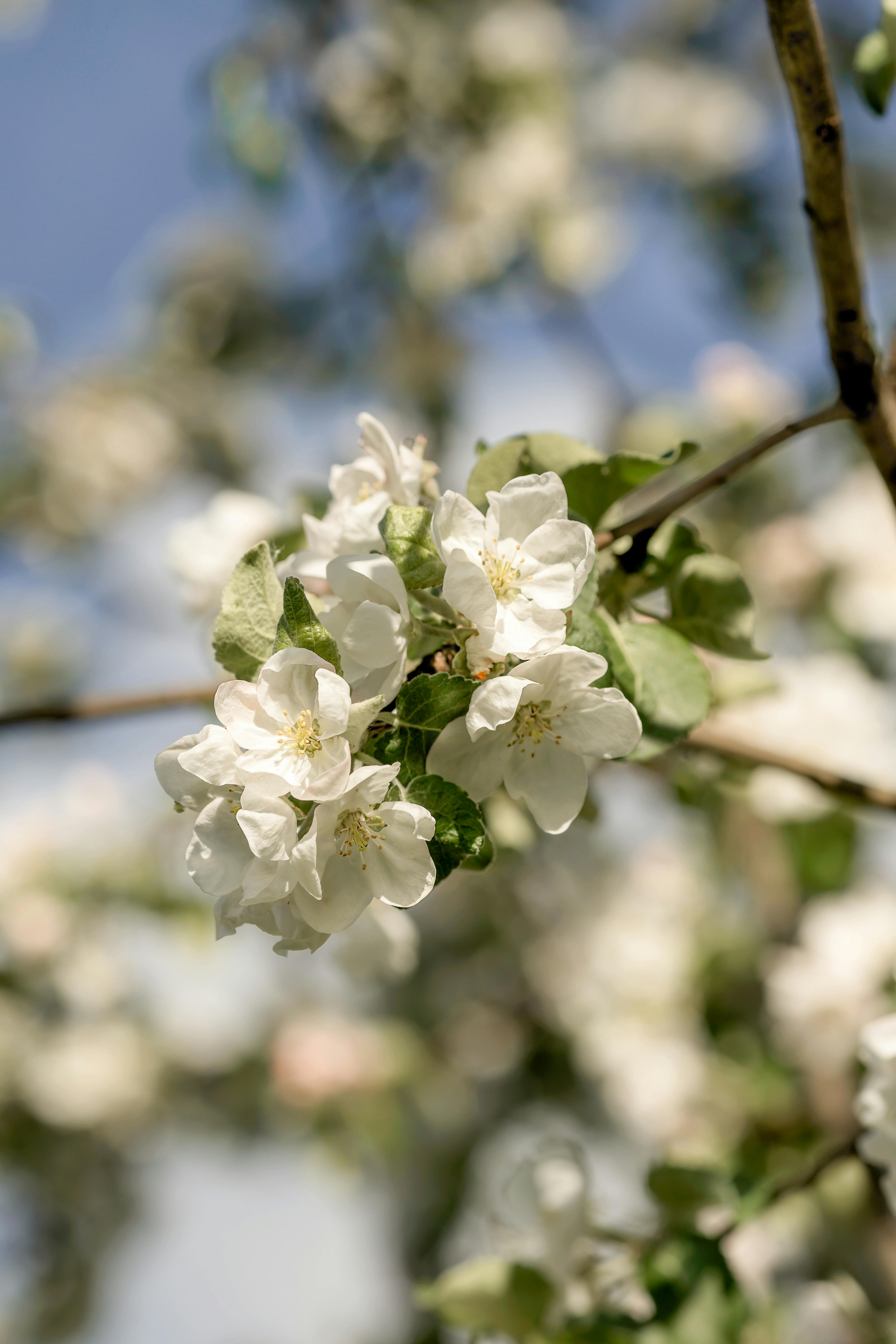 Primer Plano De Una Flor De Manzano Primaveral A La Luz Del Sol · Foto ...