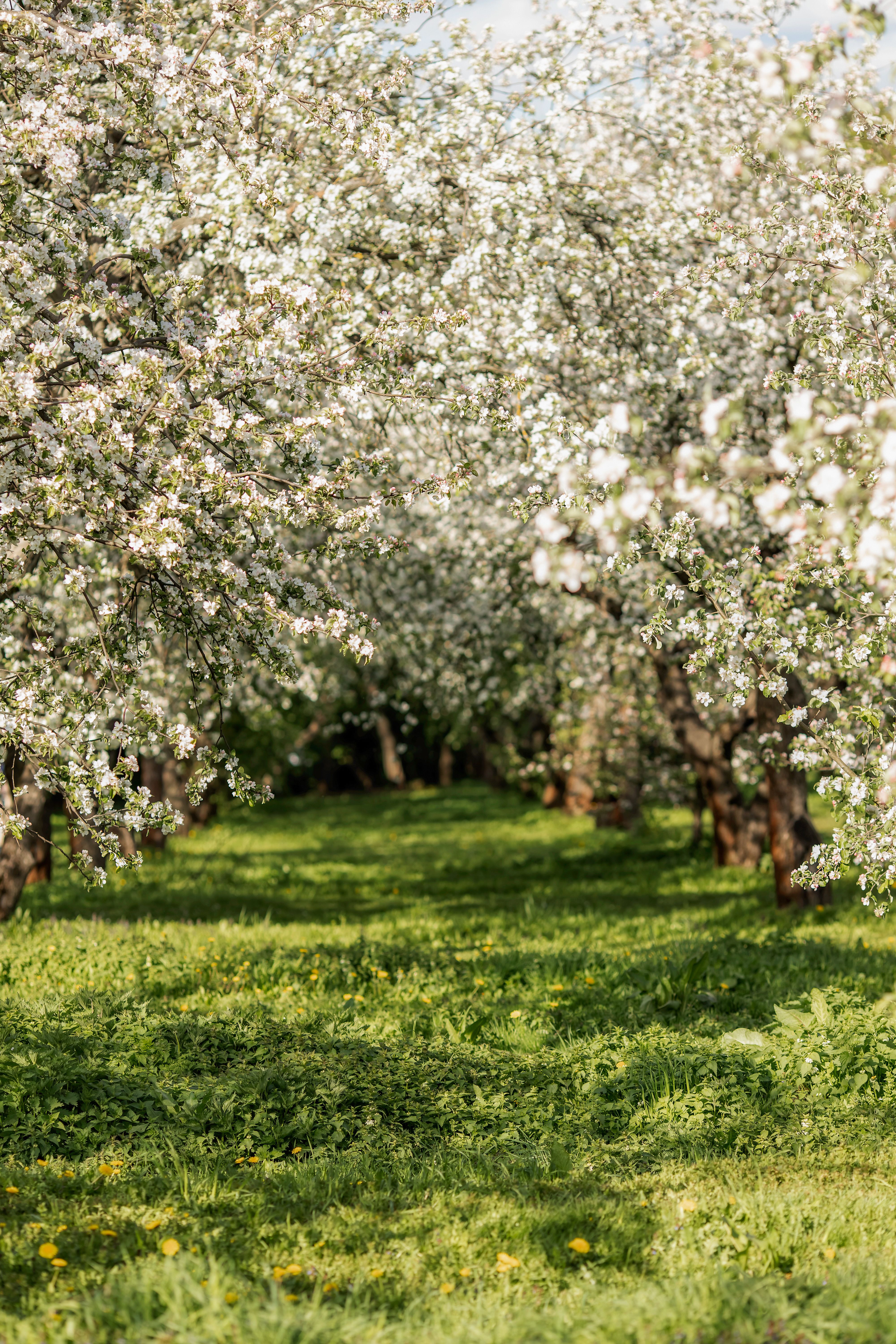 Lush Apple Orchard in Full Spring Bloom · Free Stock Photo