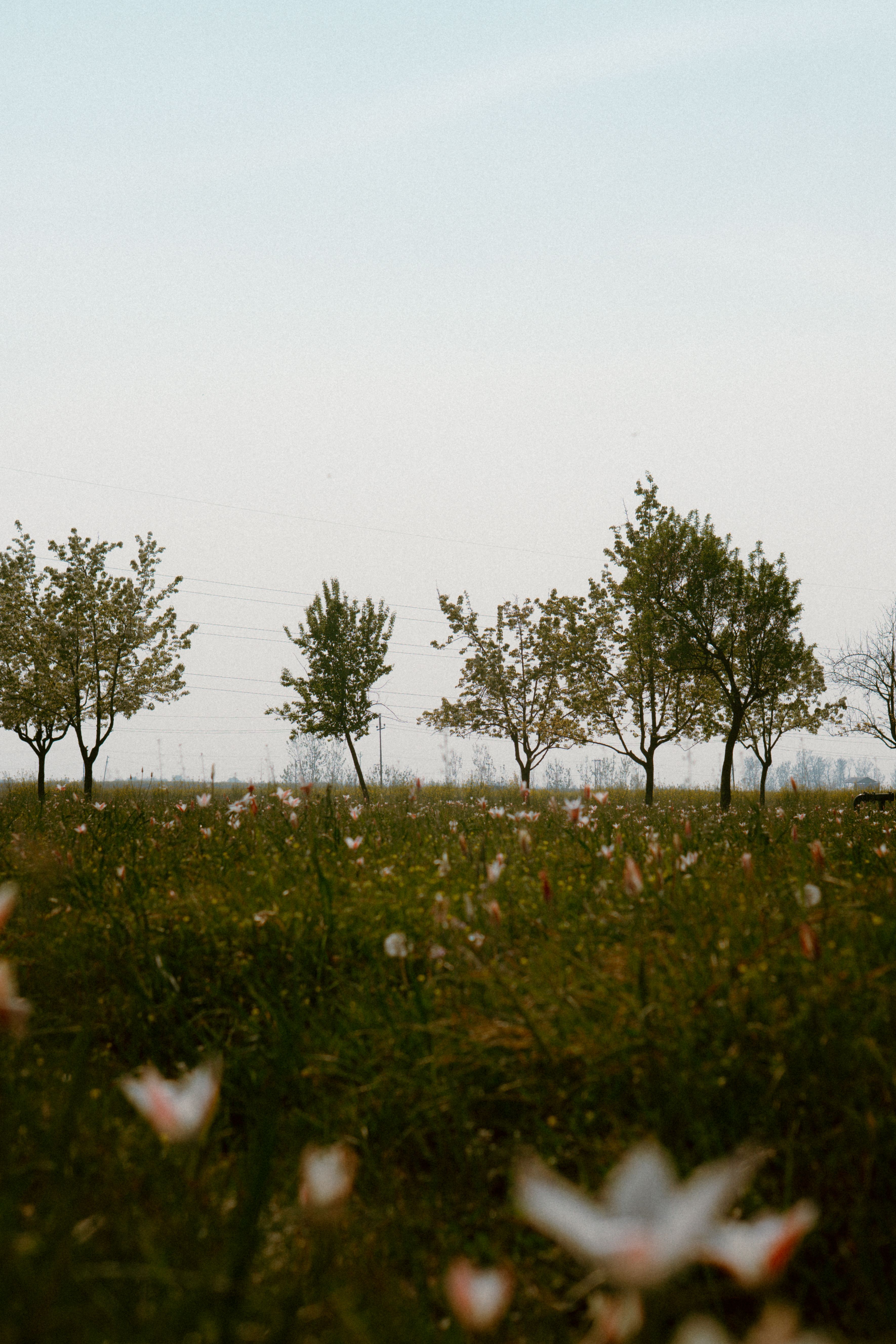 Serene Spring Meadow with Blooming Trees · Free Stock Photo