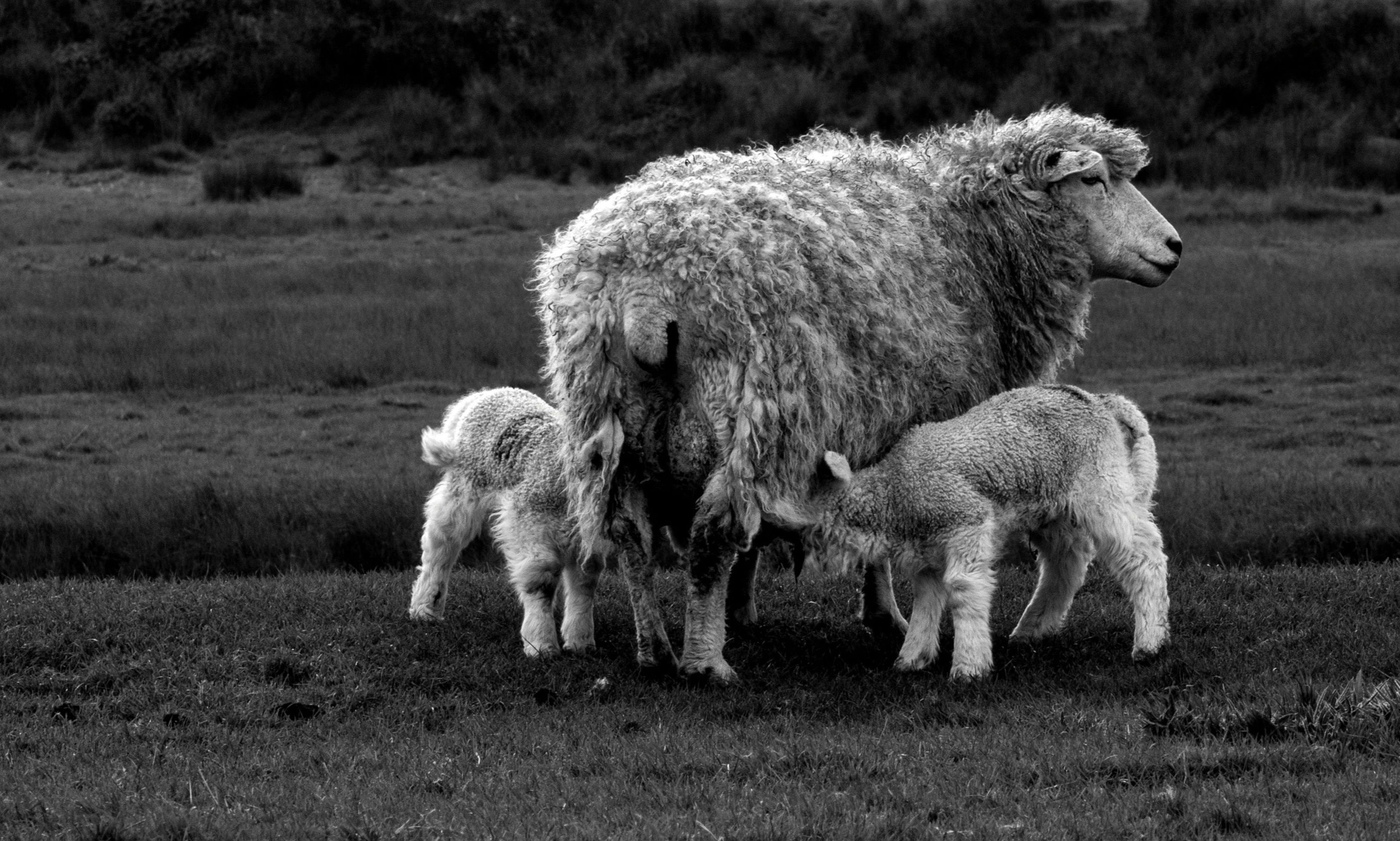 Black and White Sheep with Lambs in Field · Free Stock Photo