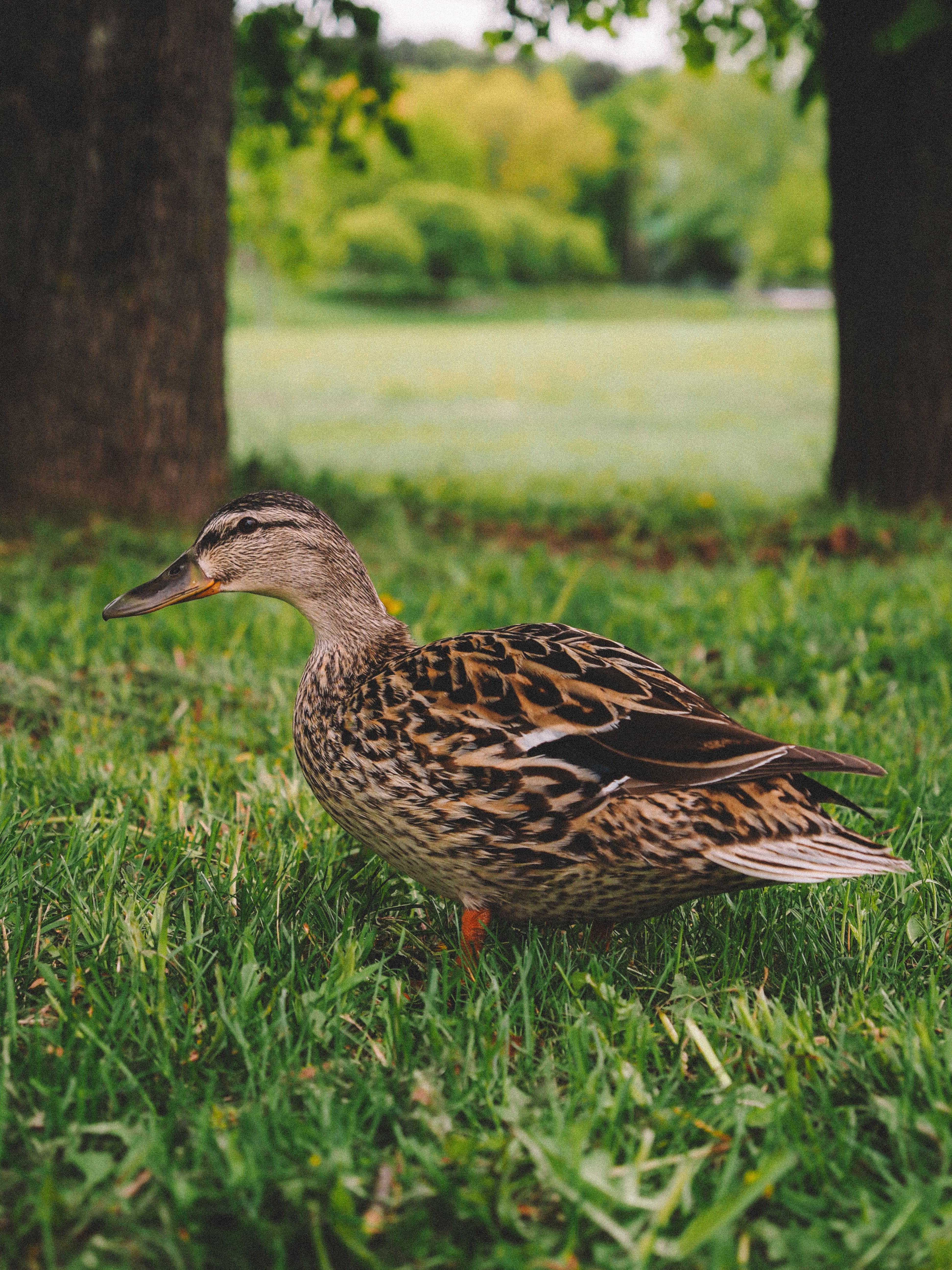Pato Real Hembra En Un Exuberante Parque Verde · Foto de stock gratuita
