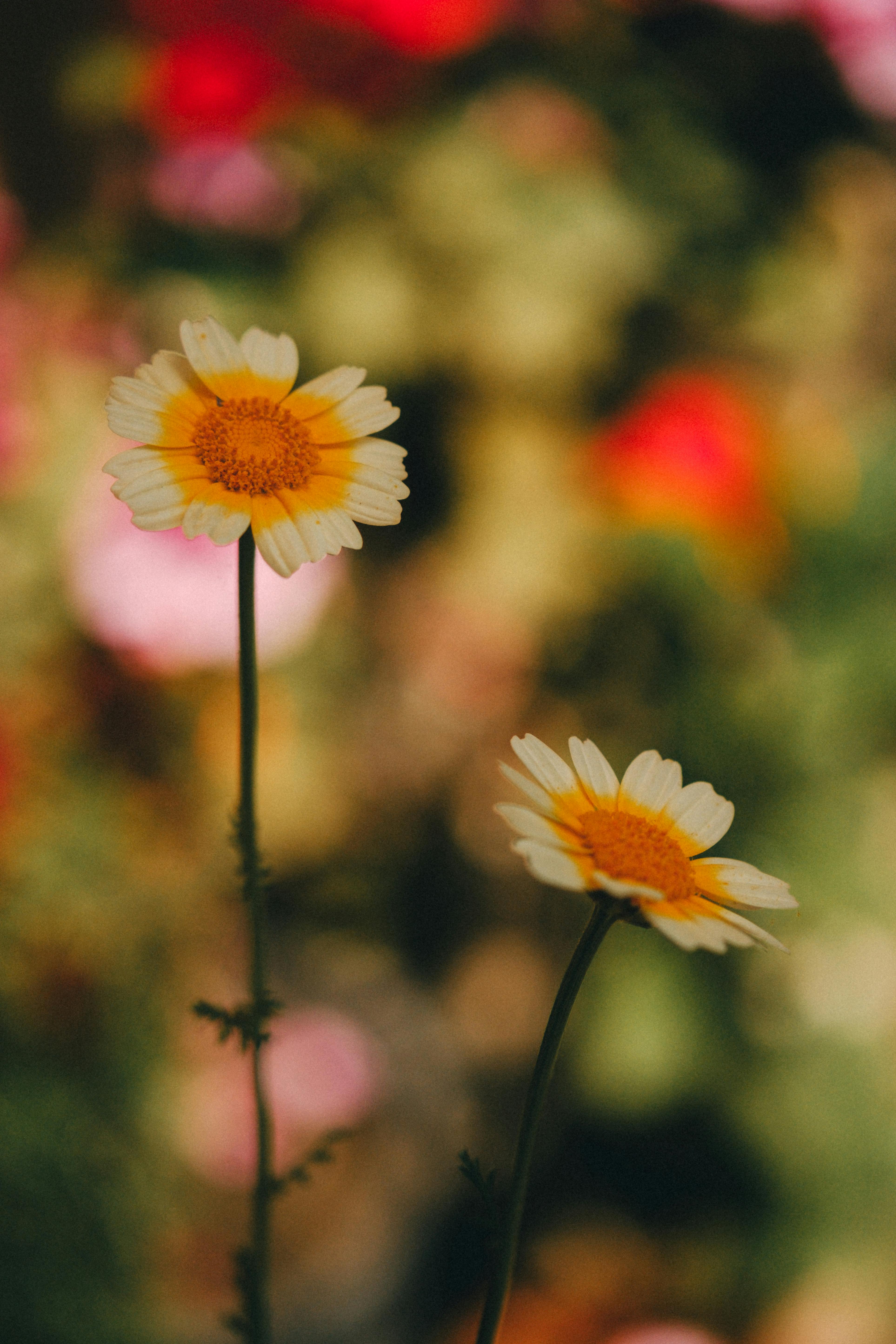 Close-up of Chamomile Flowers in Baku Garden · Free Stock Photo