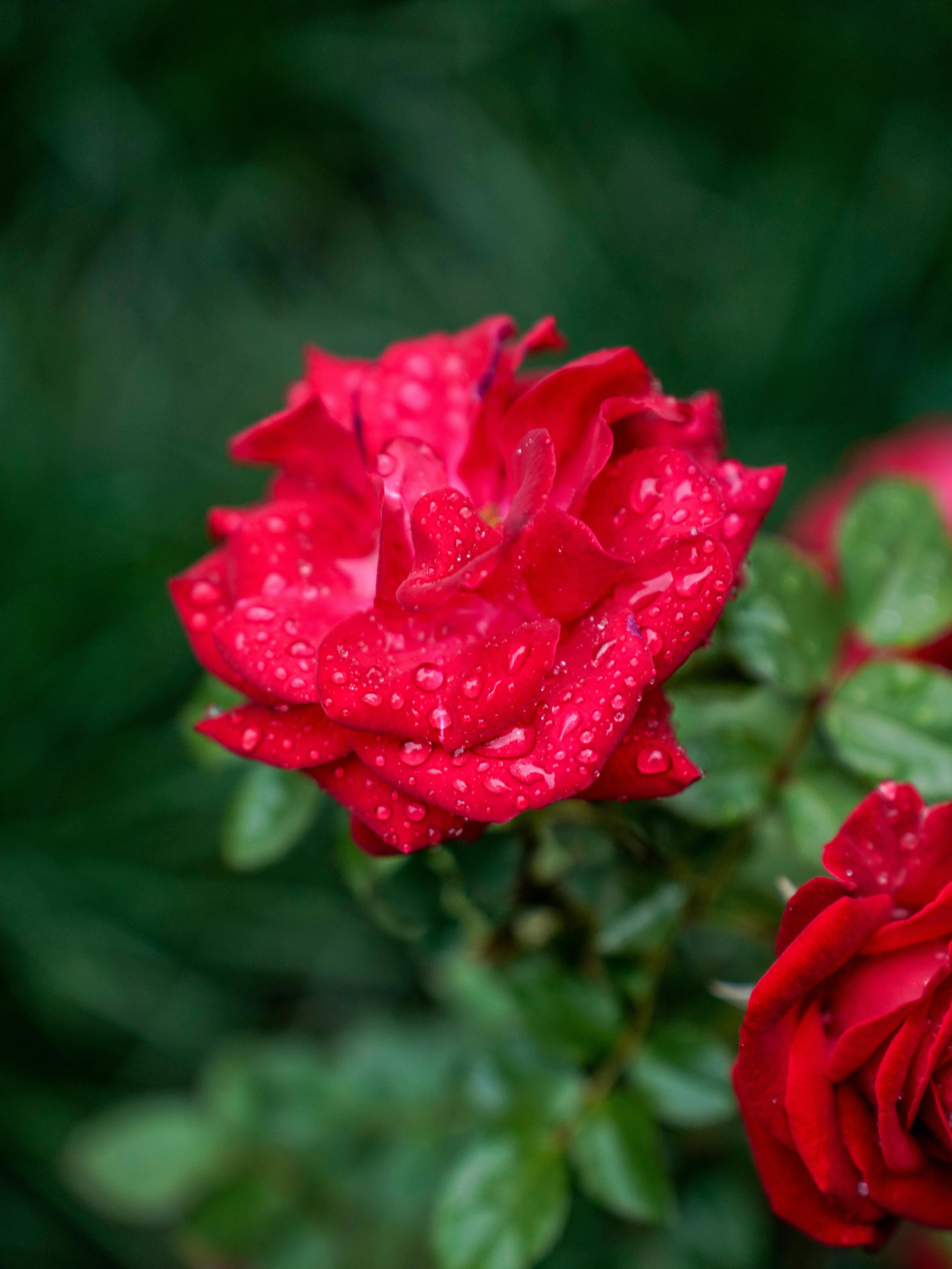 Red Rose · Free Stock Photo