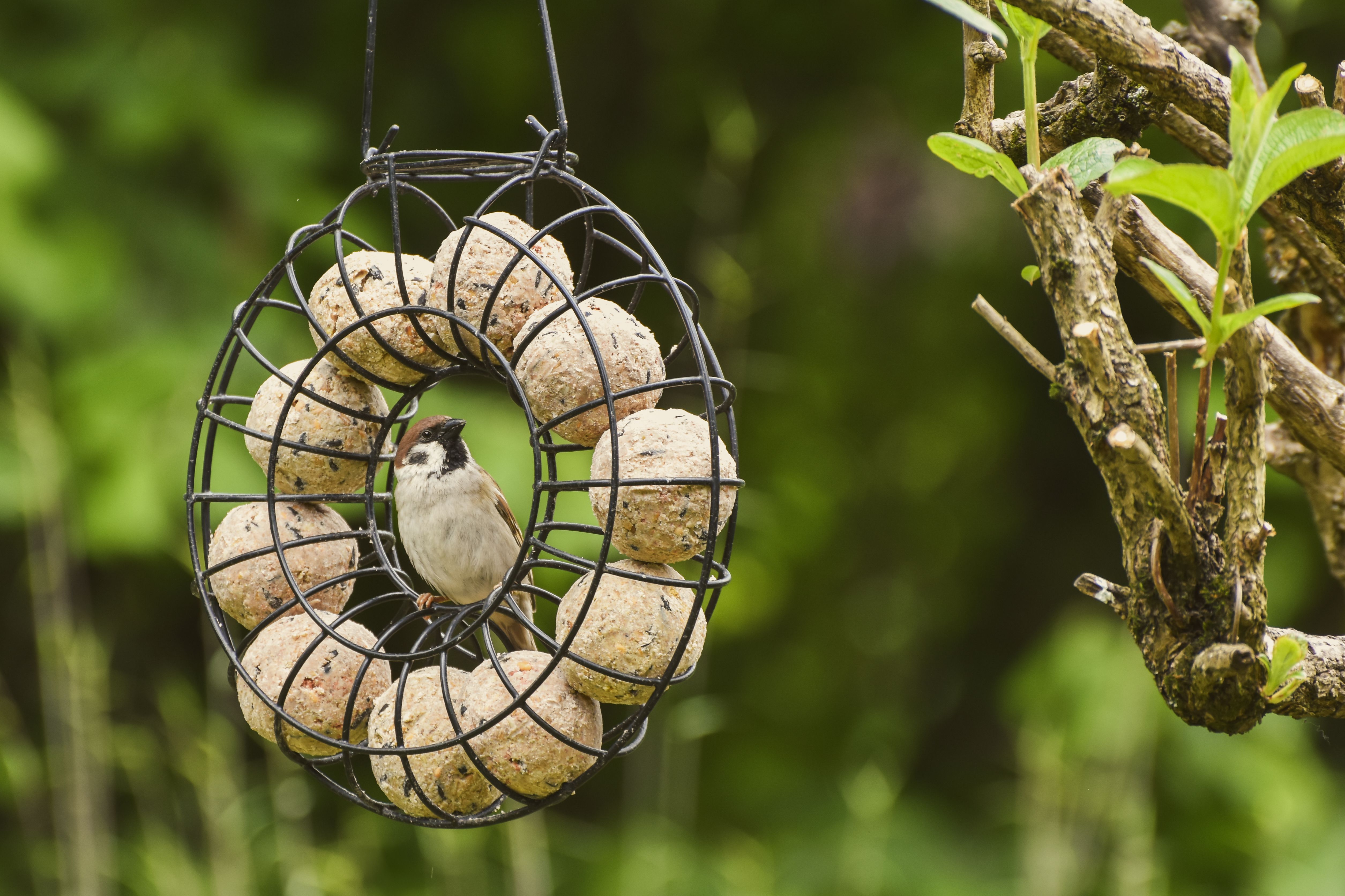 Bird Food Photos, Download The BEST Free Bird Food Stock Photos & HD Images
