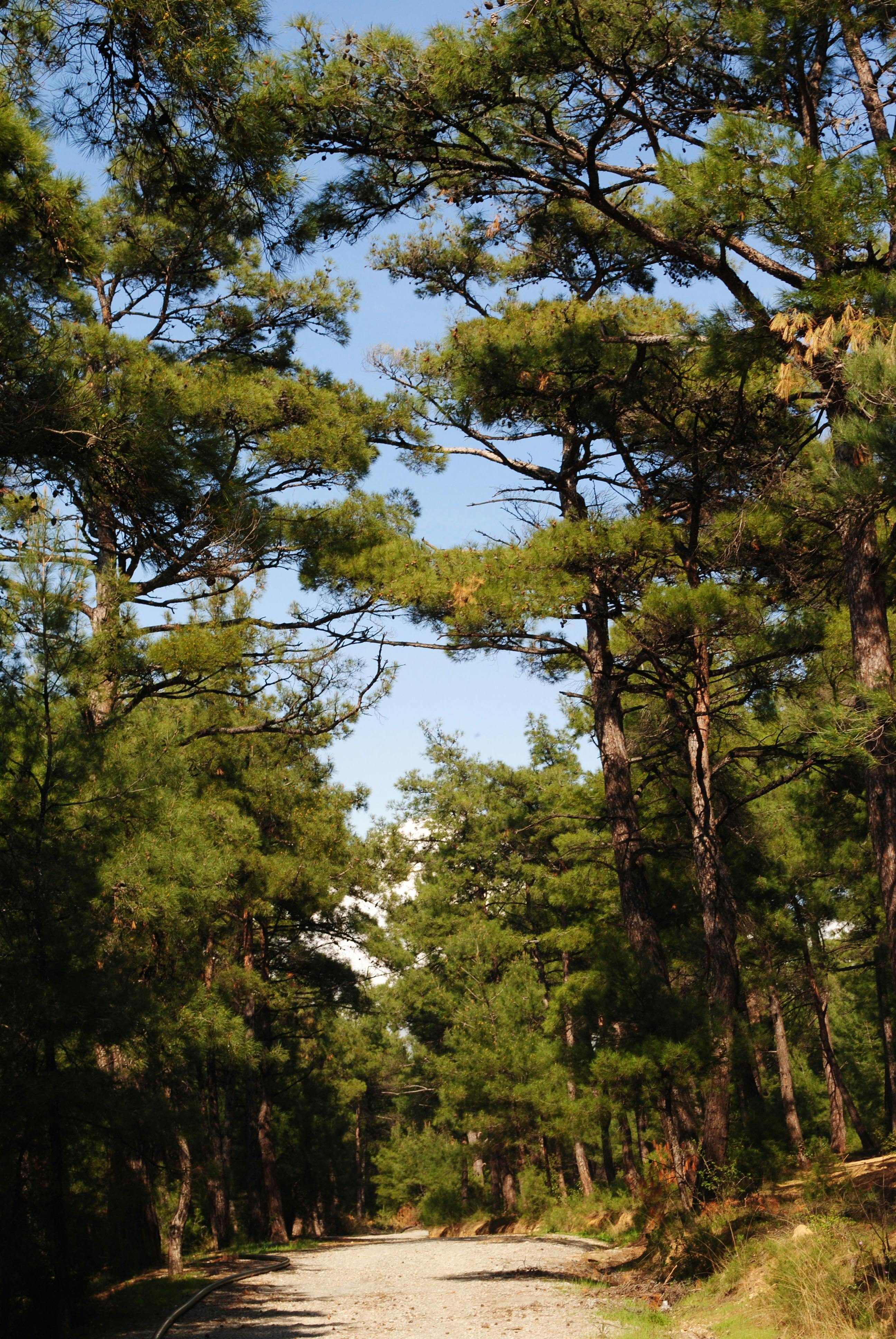 Désiré+Doué+4k Photos, Download The BEST Free Désiré+Doué+4k Stock ...