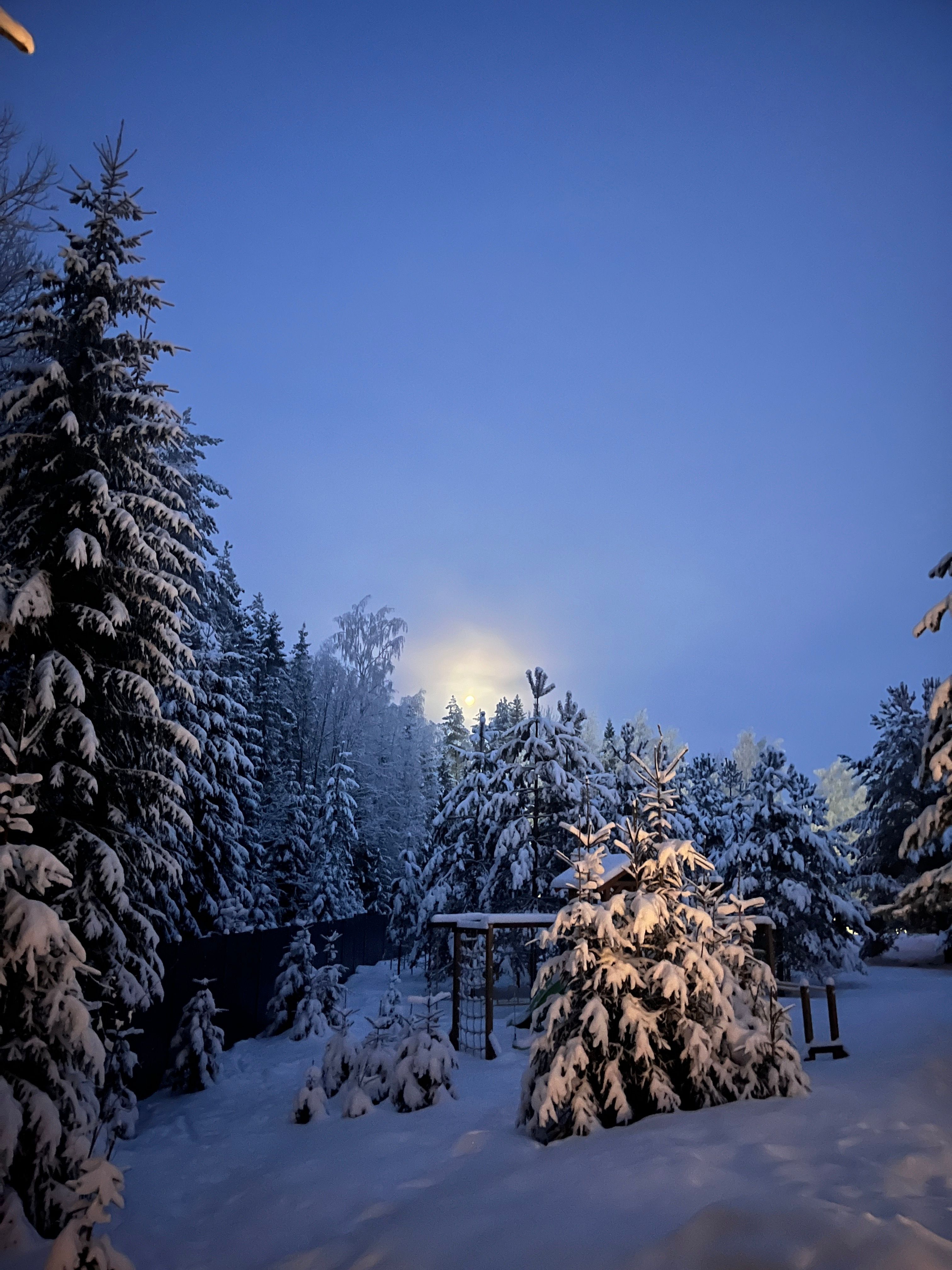 Snowy Winter Night in Russian Forest · Free Stock Photo