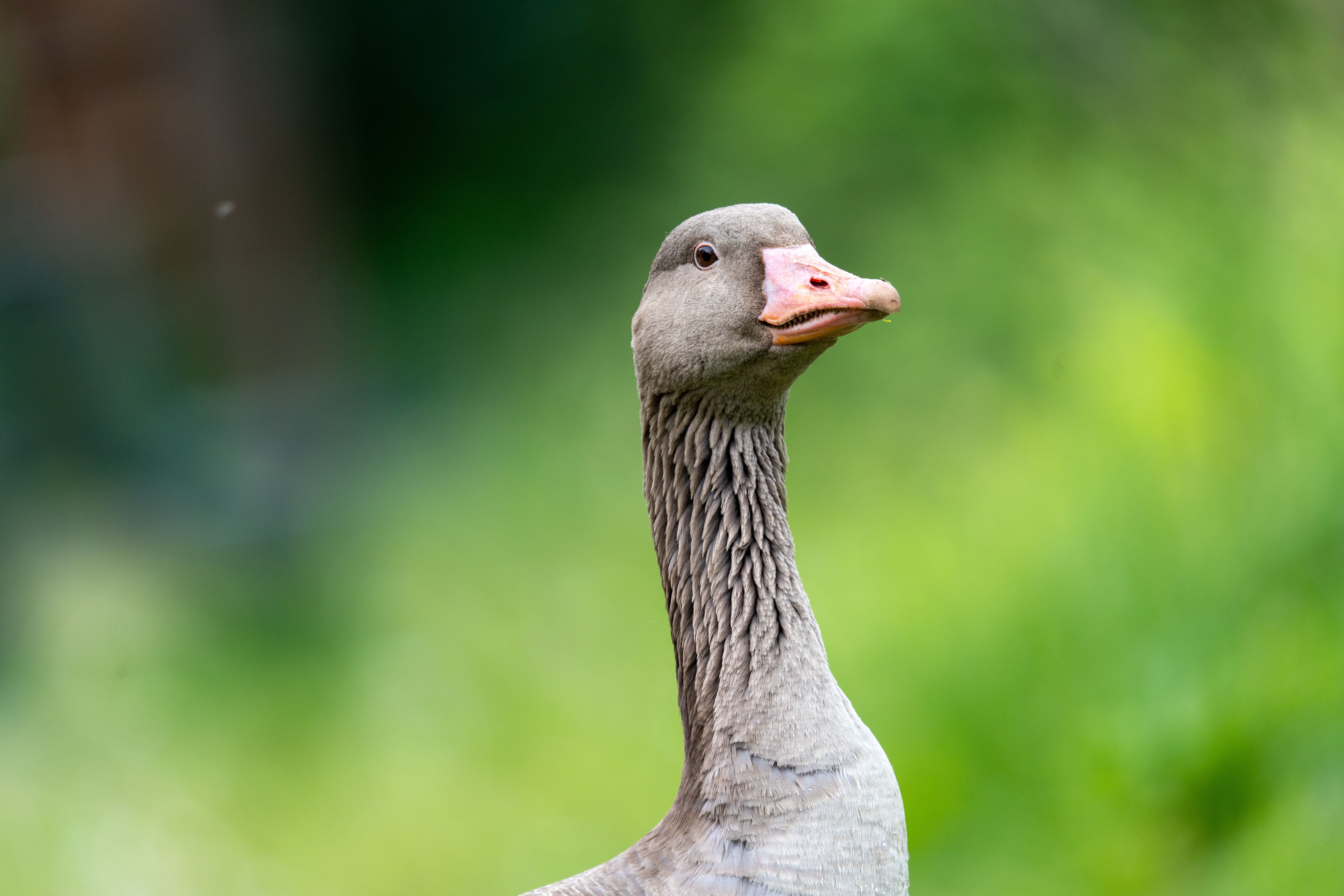 Foto de stock gratuita sobre @al aire libre, al aire libre, animal ...