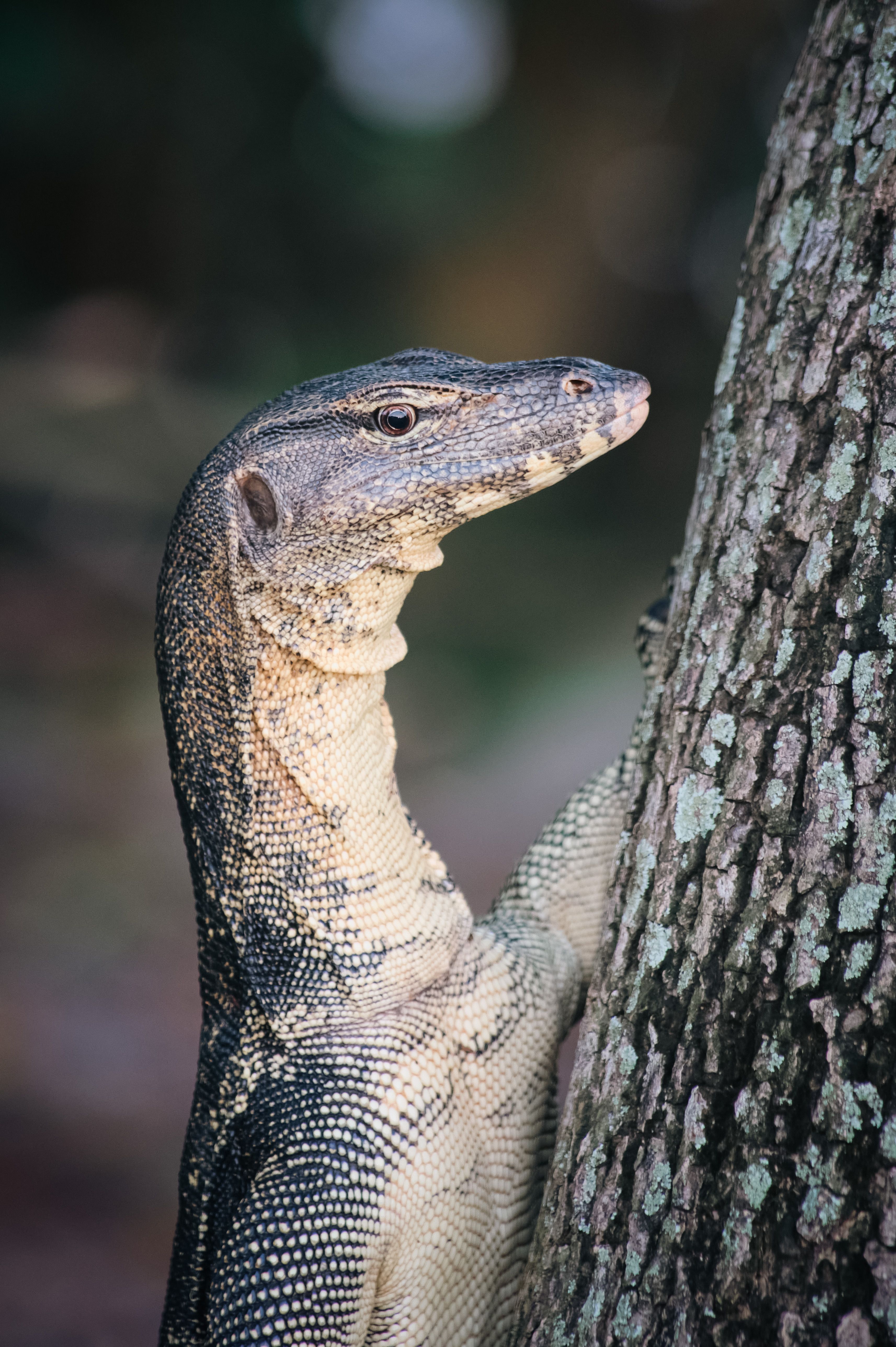 Monitor Lizard Climbing a Tree in Natural Habitat · Free Stock Photo