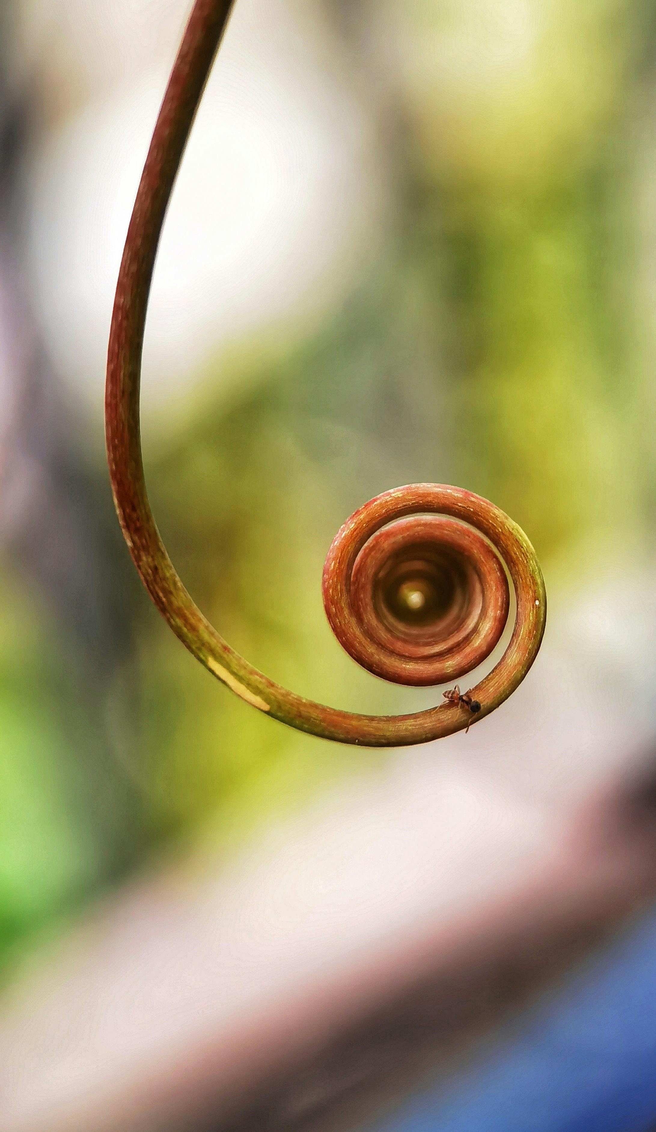 Close-up of a Spiral Tendril on a Vine · Free Stock Photo