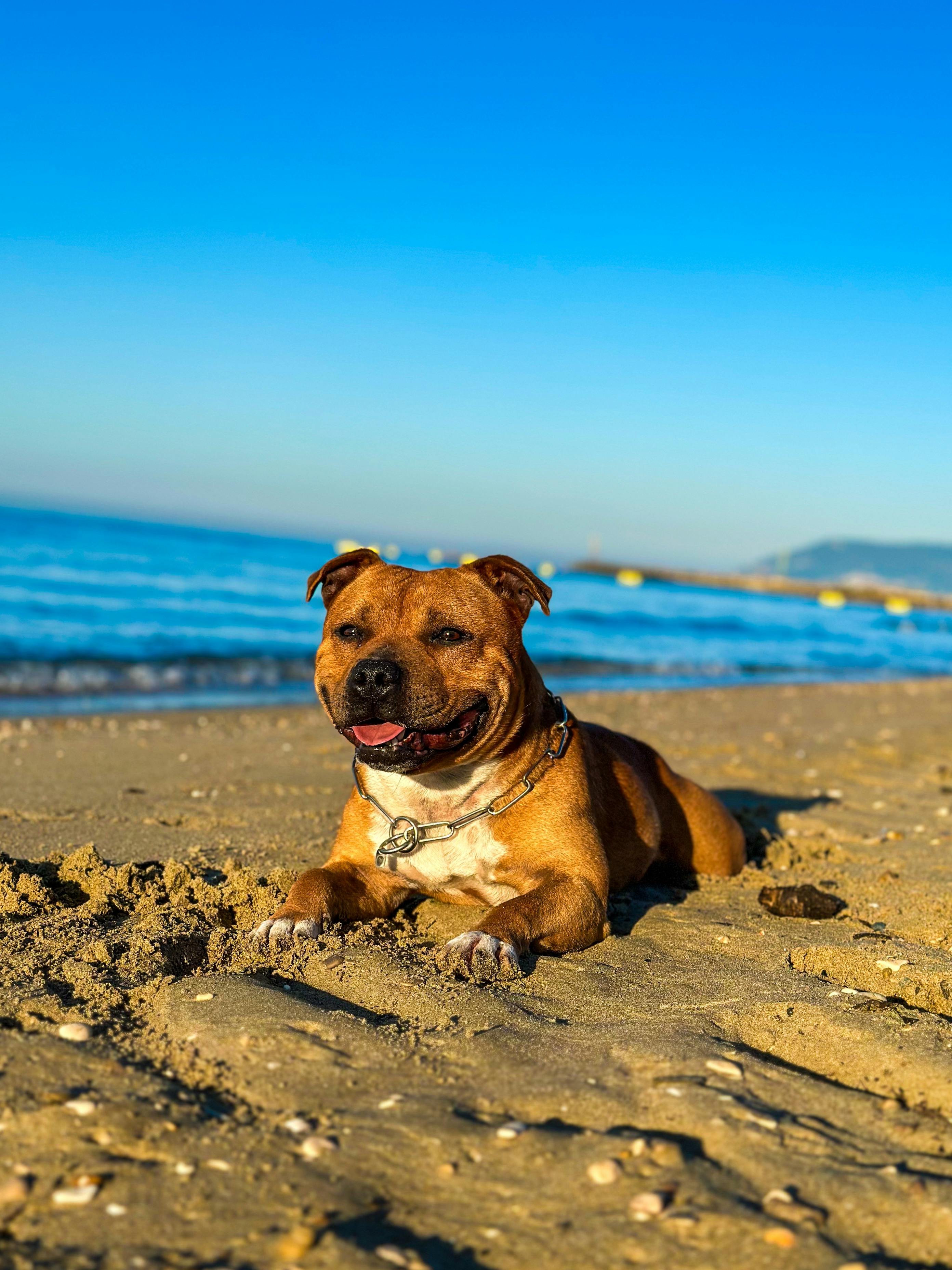 Dark Yellow Labrador Retriever Lying on the Sea Shore · Free Stock Photo