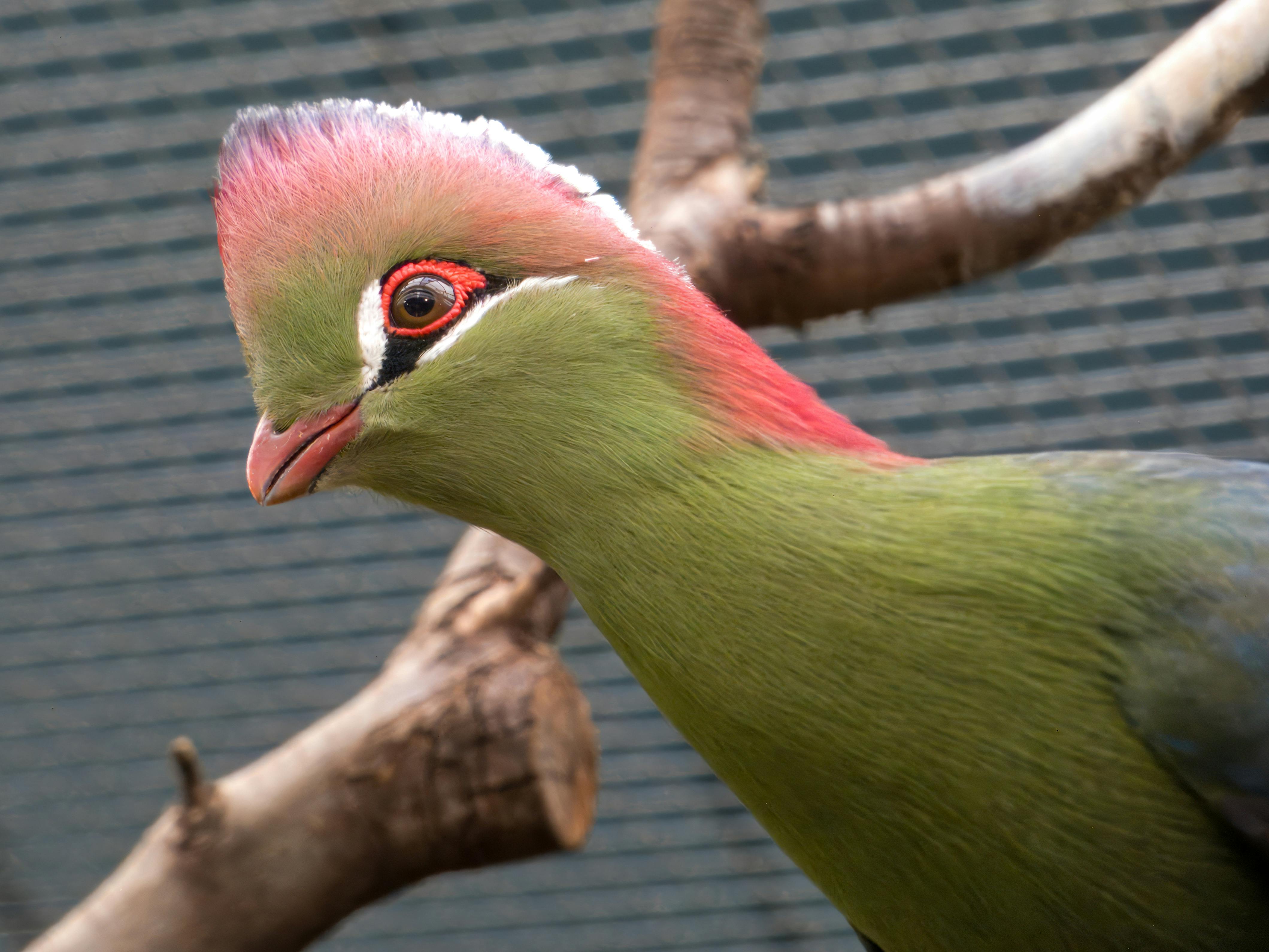 Close-up of Colorful Turaco Bird on Branch · Free Stock Photo