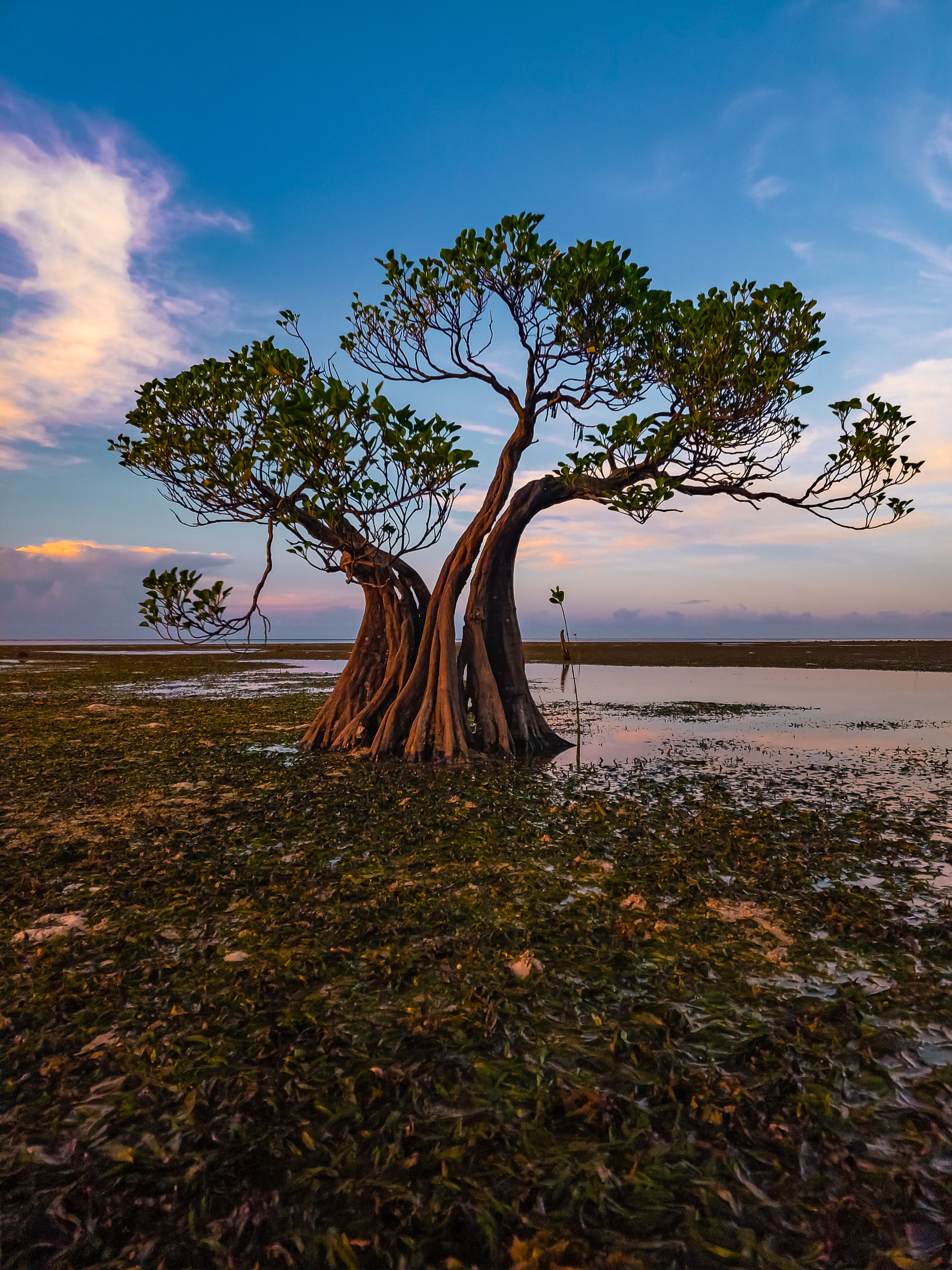 Serene Mangrove Tree at Indonesian Beach · Free Stock Photo