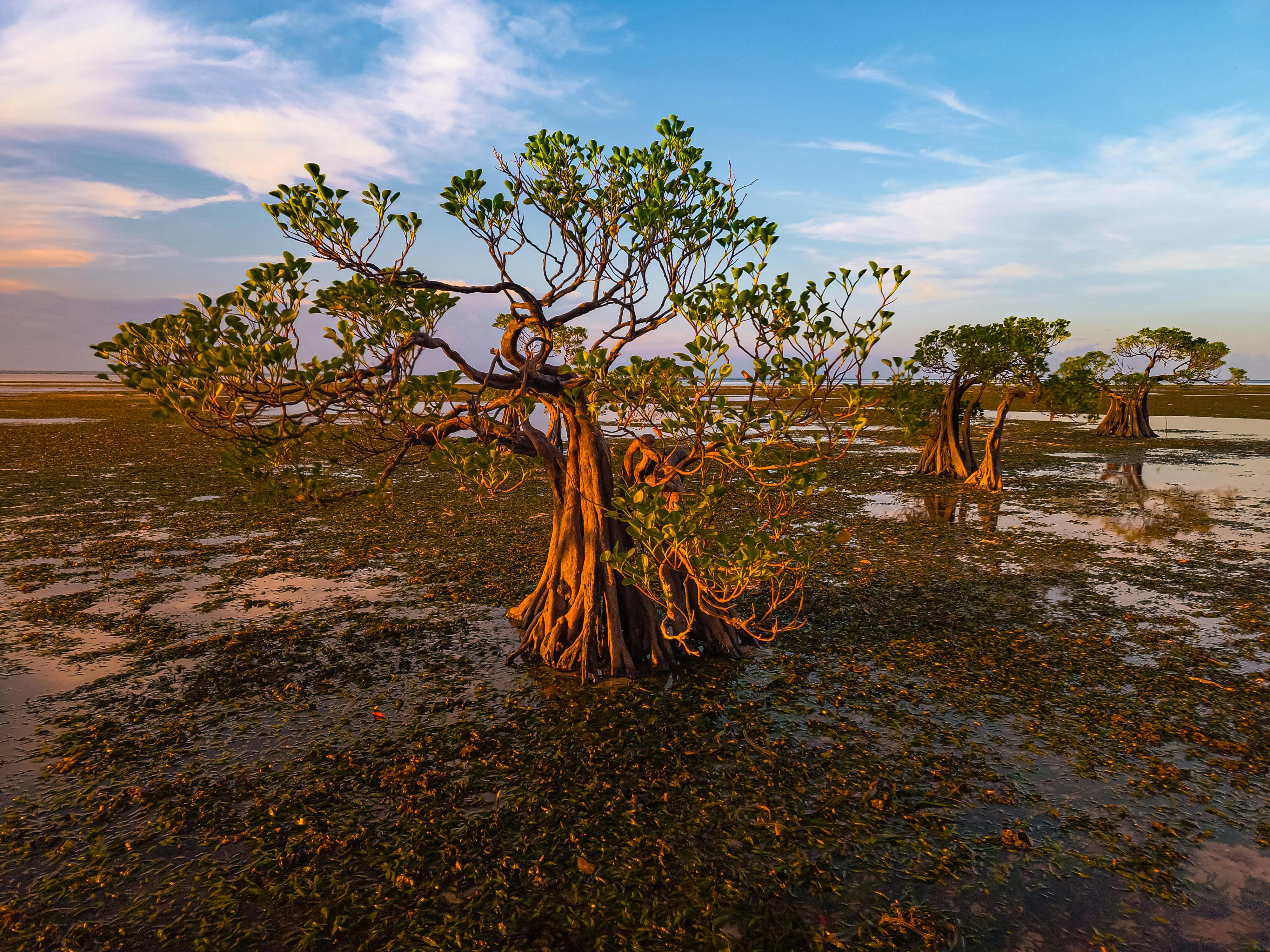 Tree Roots Photos, Download The BEST Free Tree Roots Stock Photos & HD ...