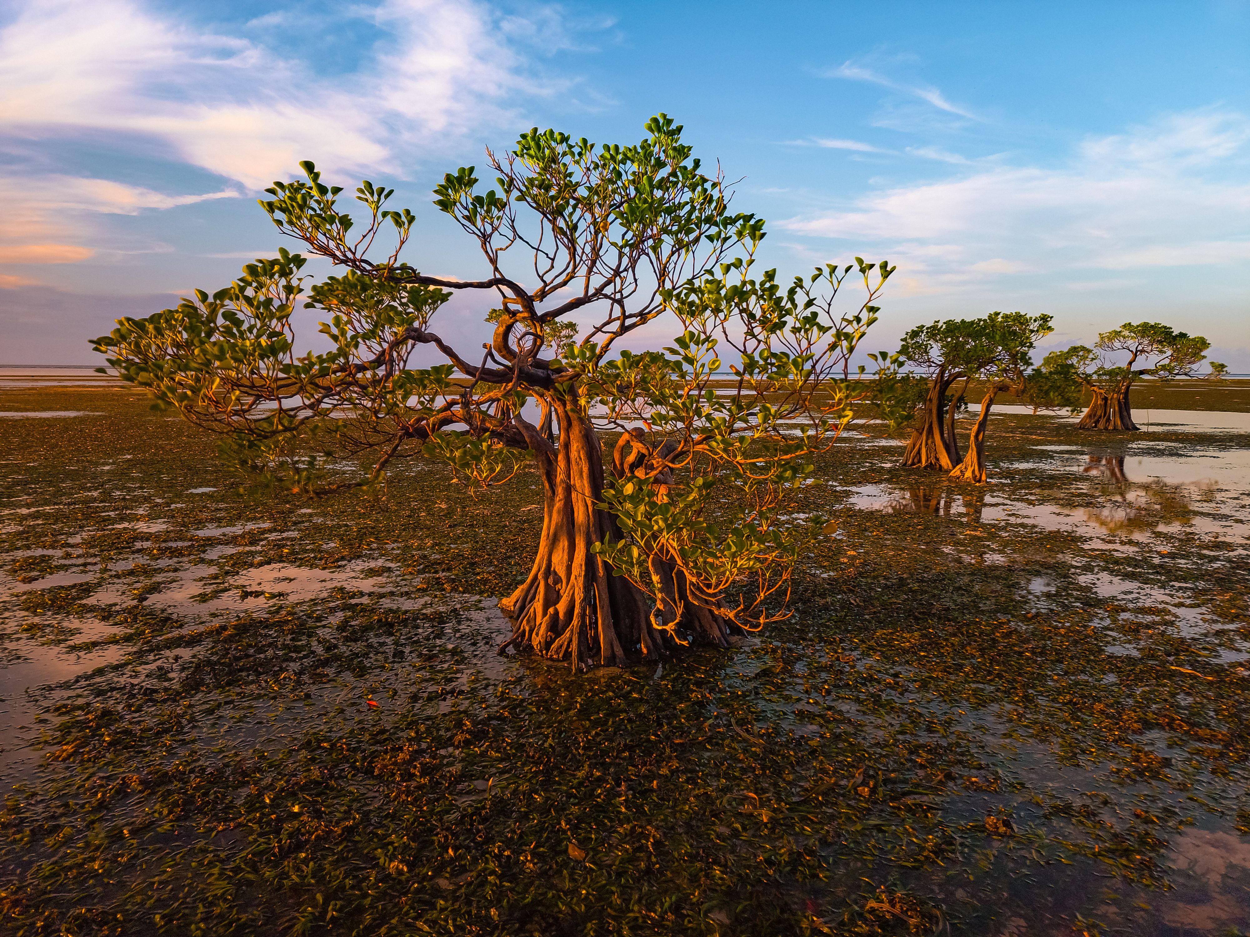 Scenic Mangrove Trees at Low Tide in Indonesia · Free Stock Photo