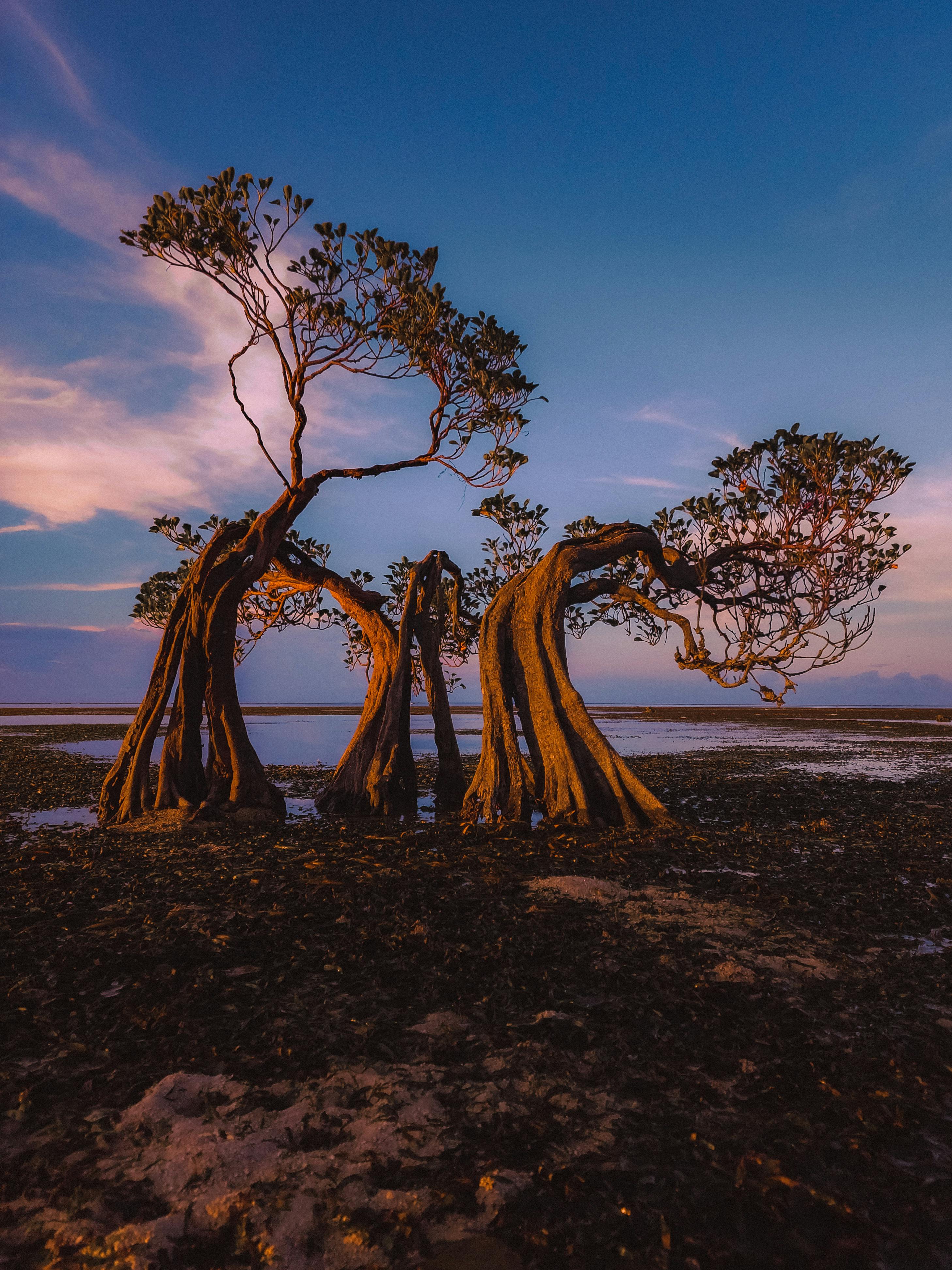 Vanilla Roots Photos, Download The BEST Free Vanilla Roots Stock Photos ...