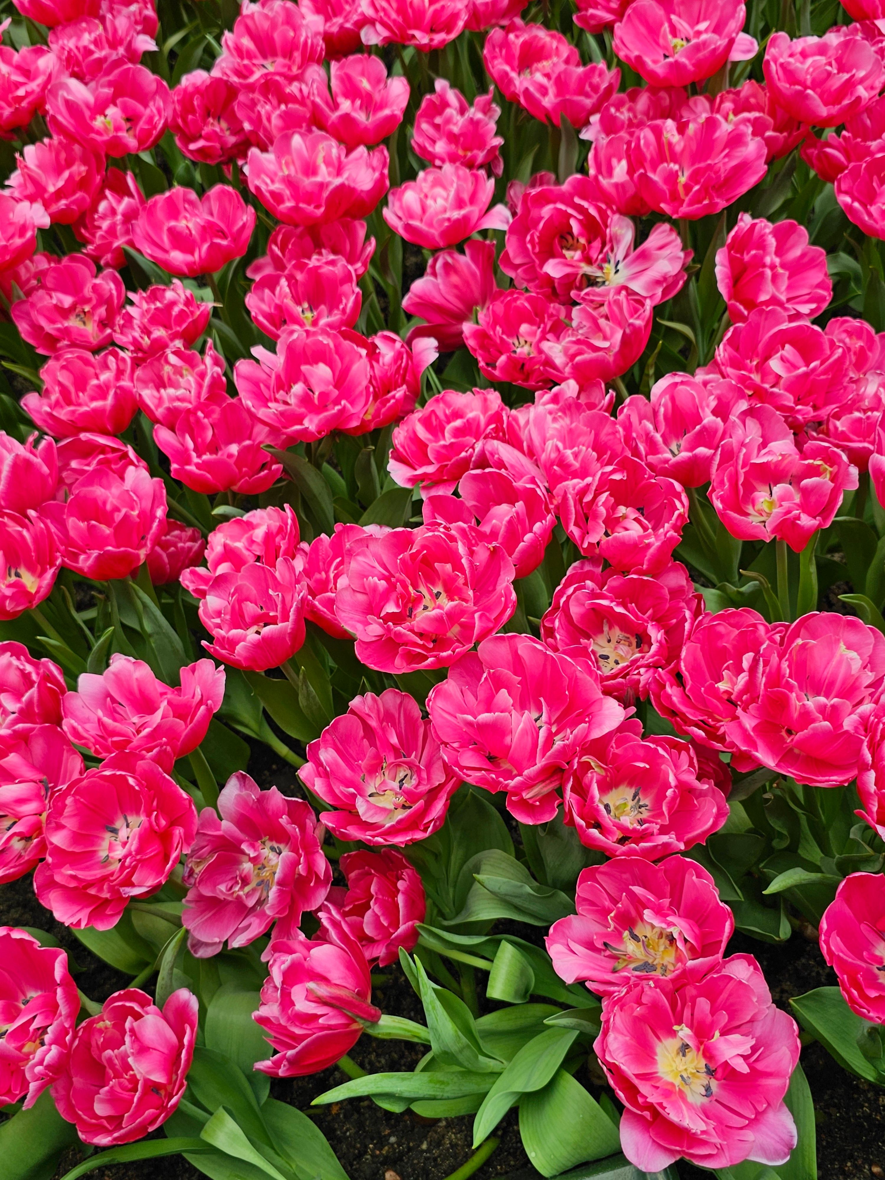 Le 700.000+ migliori foto di Fiori Di Colore · Download gratuito al 100 ...
