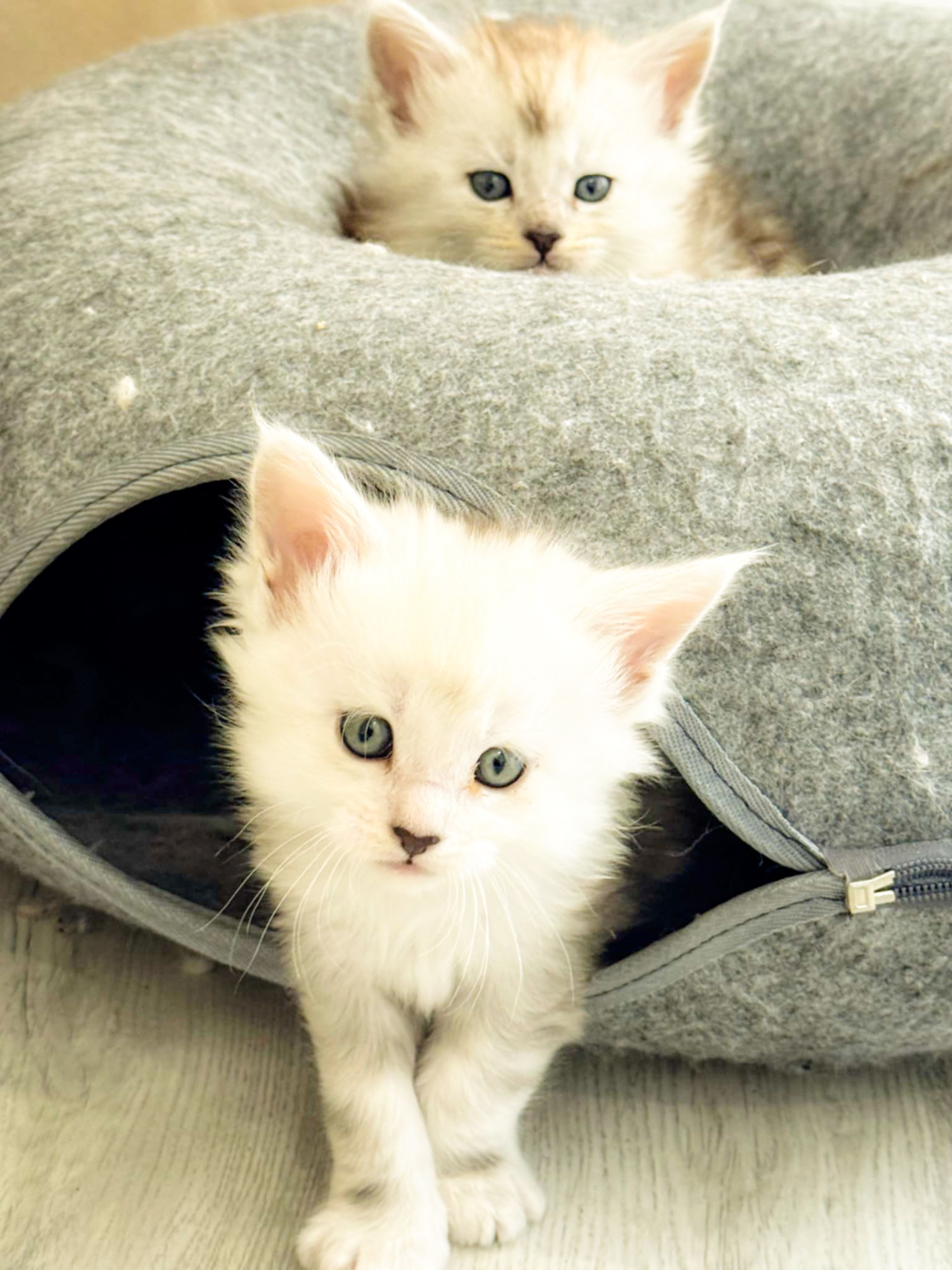 Cute White Kittens Resting in Soft Pet Bed · Free Stock Photo